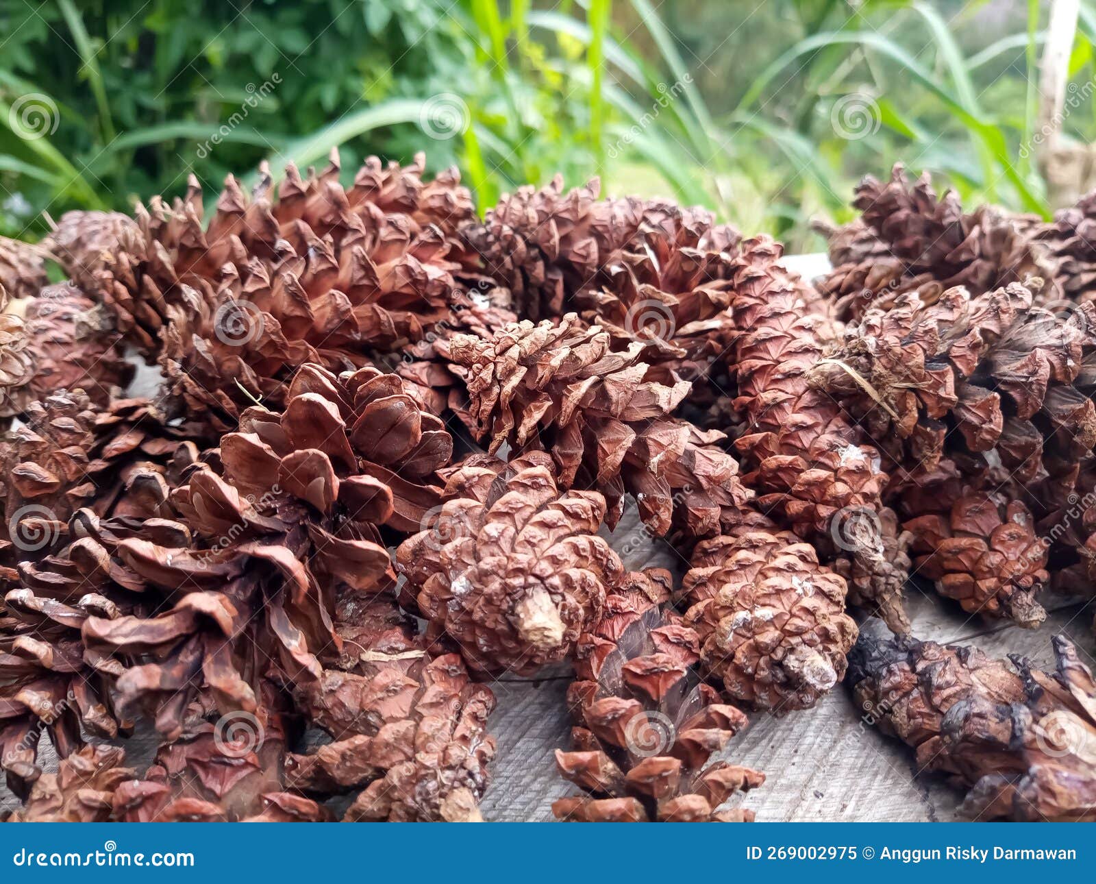 Large pile of pine needles stock image. Image of clusters - 269002975