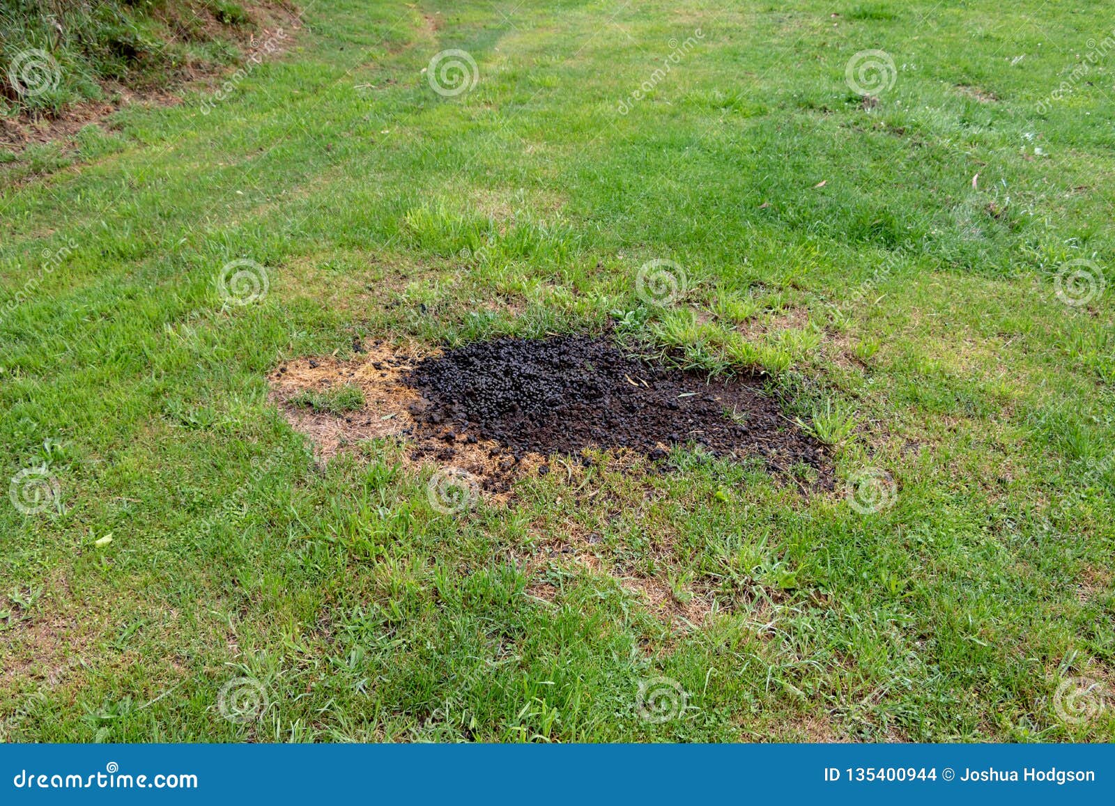 Pile of Collected Rabbit Droppings Stock Photo - Image of health ...
