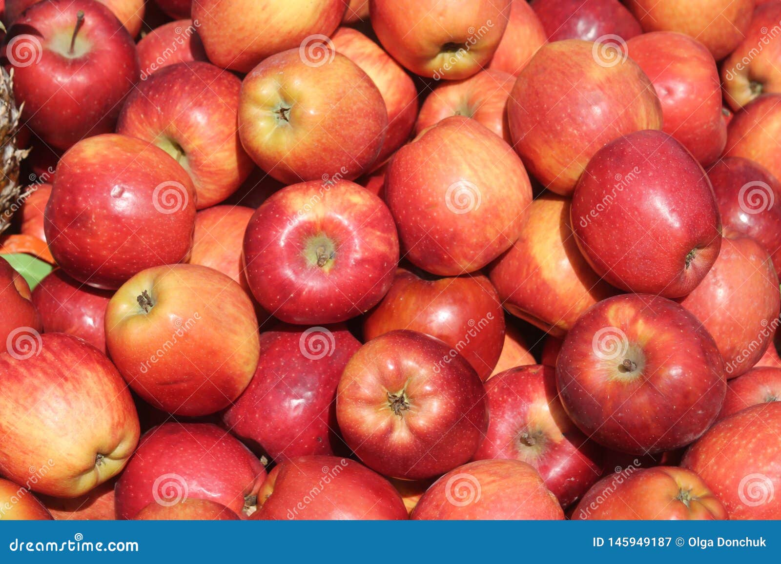 Large pile of red apples stock image. Image of fresh - 145949187