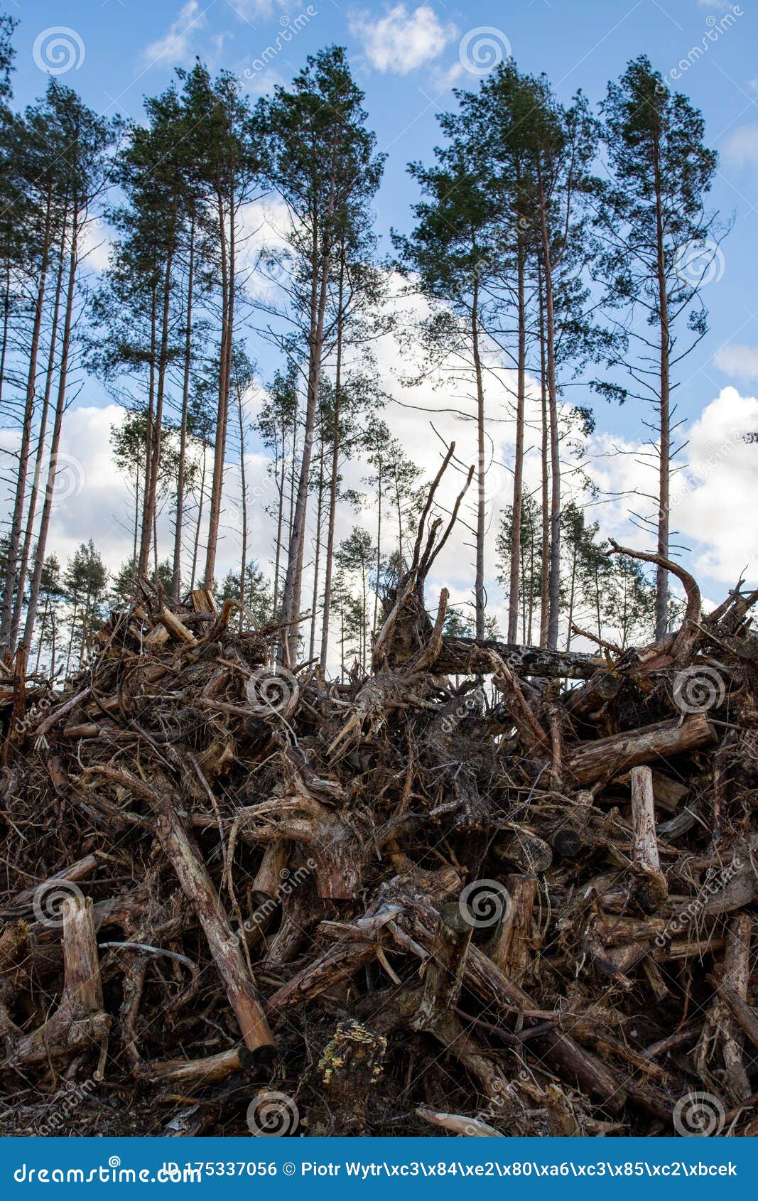 2,934 Pile Roots Photos - Free & Royalty-Free Stock Photos from Dreamstime