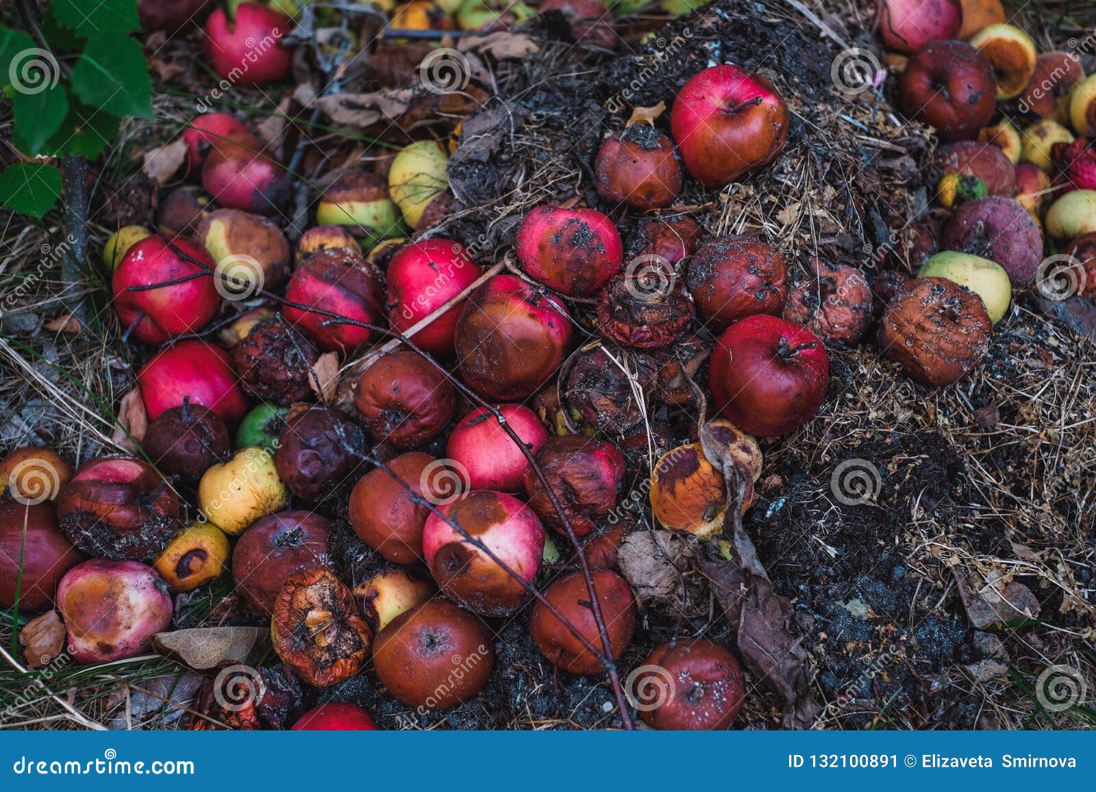 Pile Of Spoiled Food Waste In Big Plastic Bag Being Collected For ...