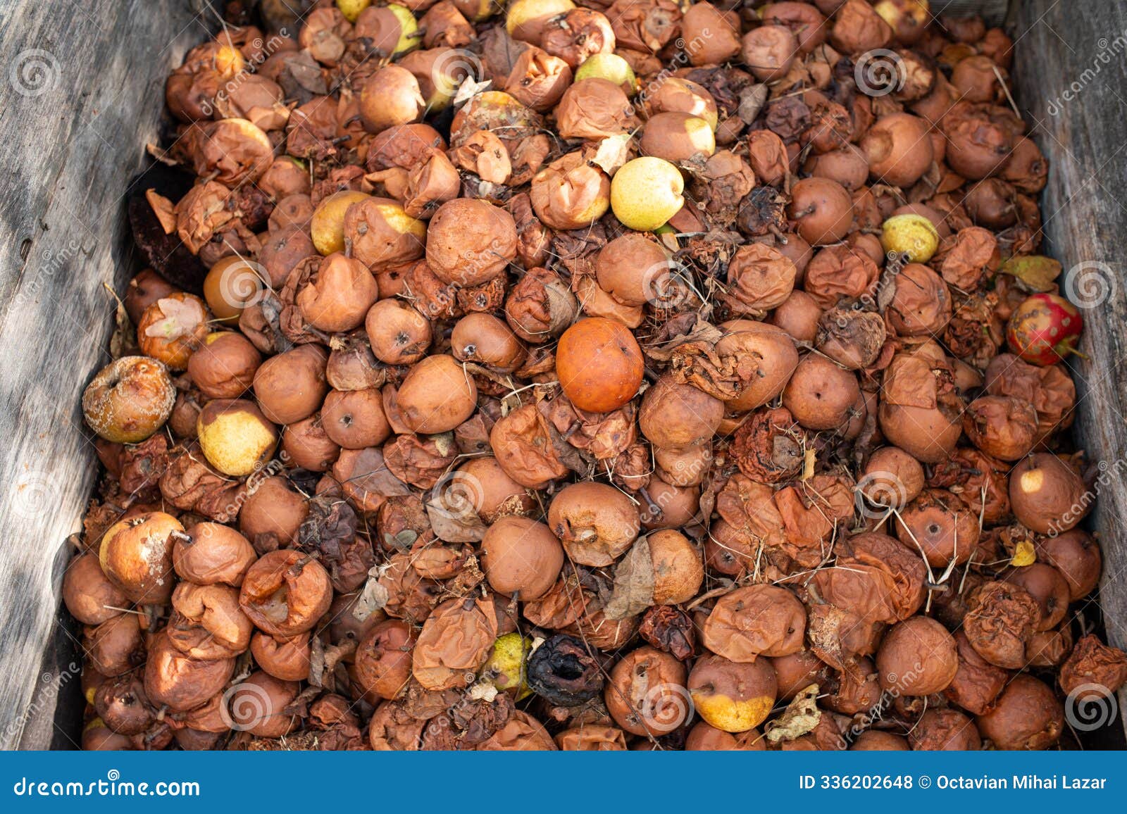Large Pile of Rotting Apples Composting, Top View, No People Stock ...