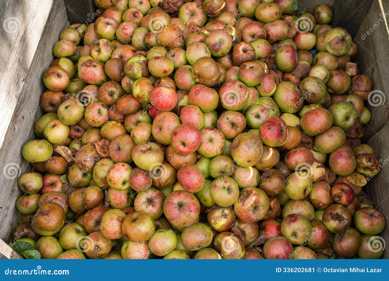 Large Pile of Rotting Apples Composting, Top View, No People Stock ...