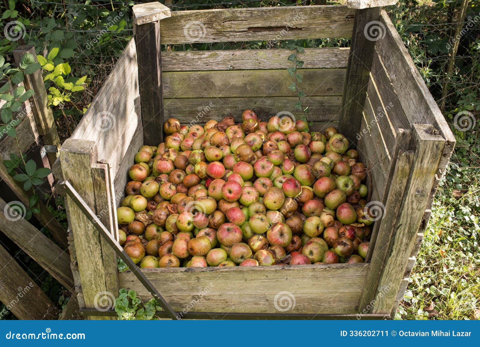 Large Pile of Rotting Apples Composting, Top View, No People Stock ...