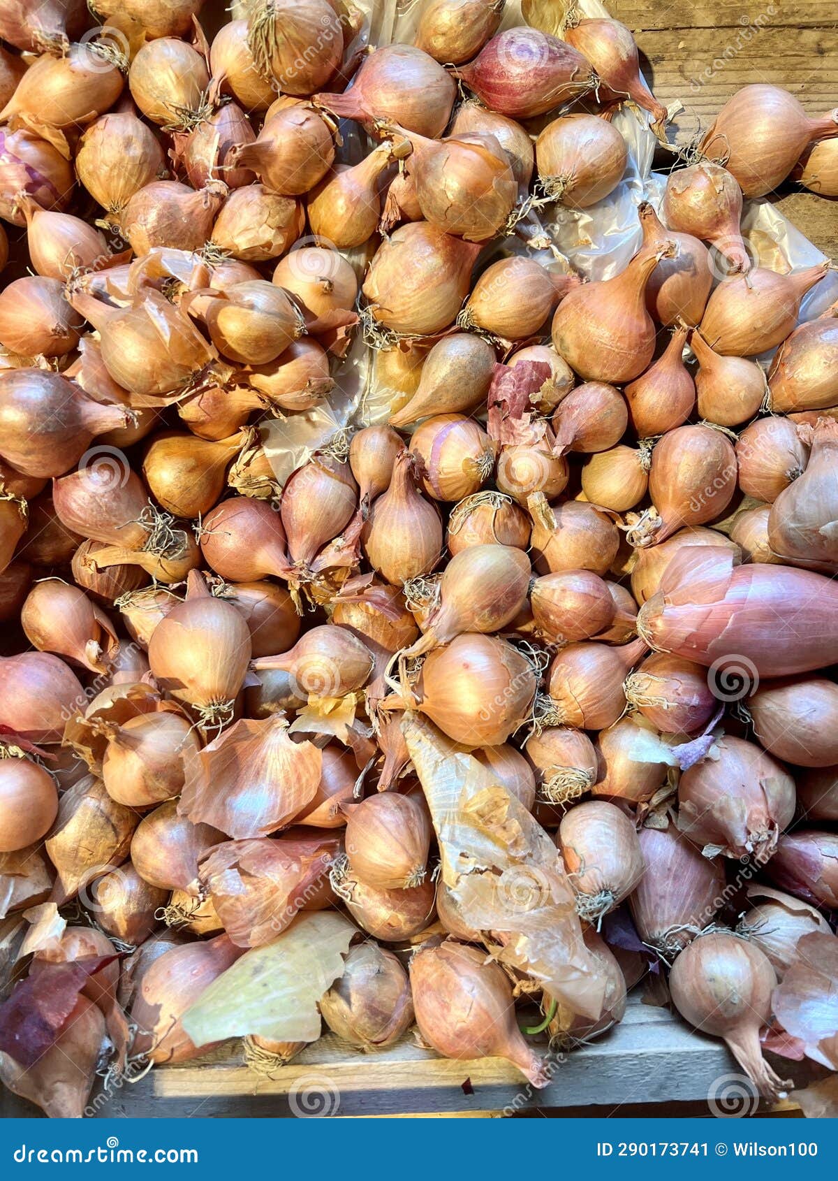 Shallots stock image. Image of white, grown, vegetables - 290173741