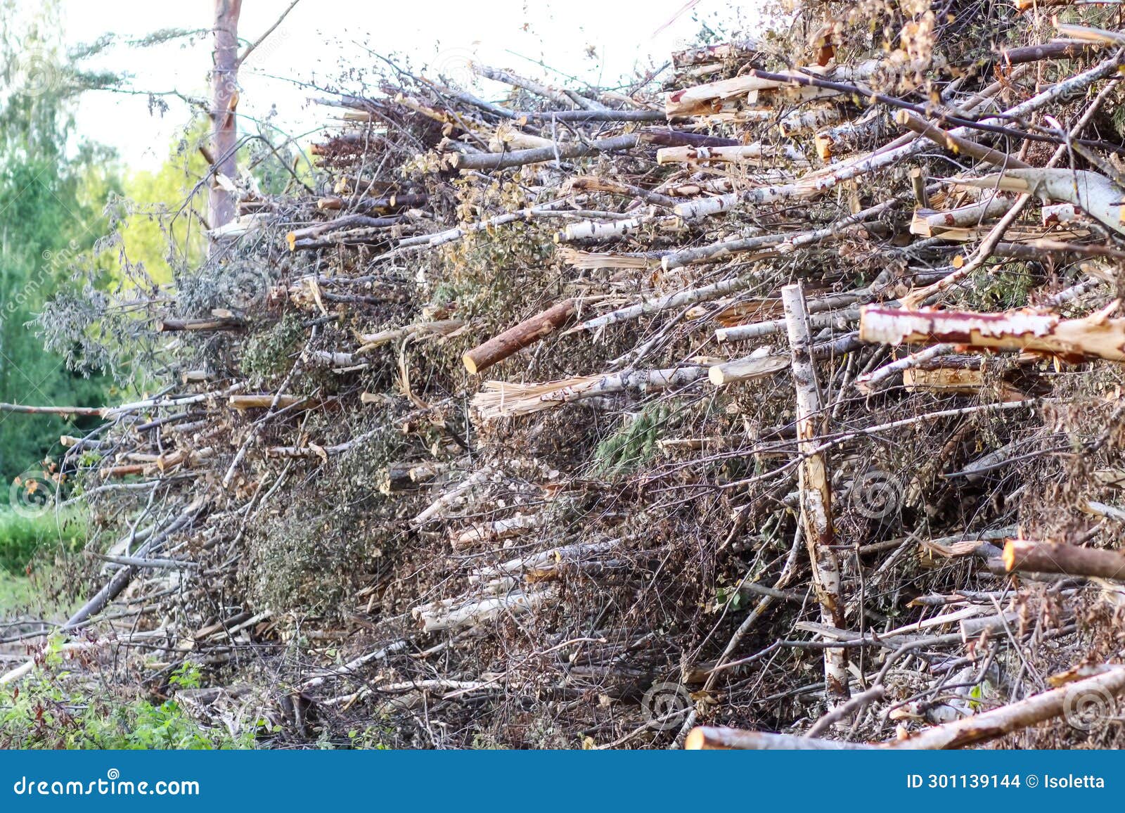 A Large Pile of Tree Branches at a Logging Camp Stock Photo - Image of ...