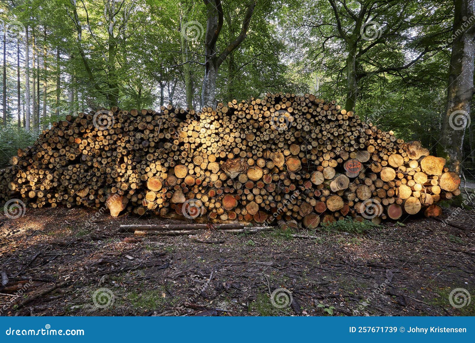 Large pile of tree logs stock image. Image of heap, material - 257671739