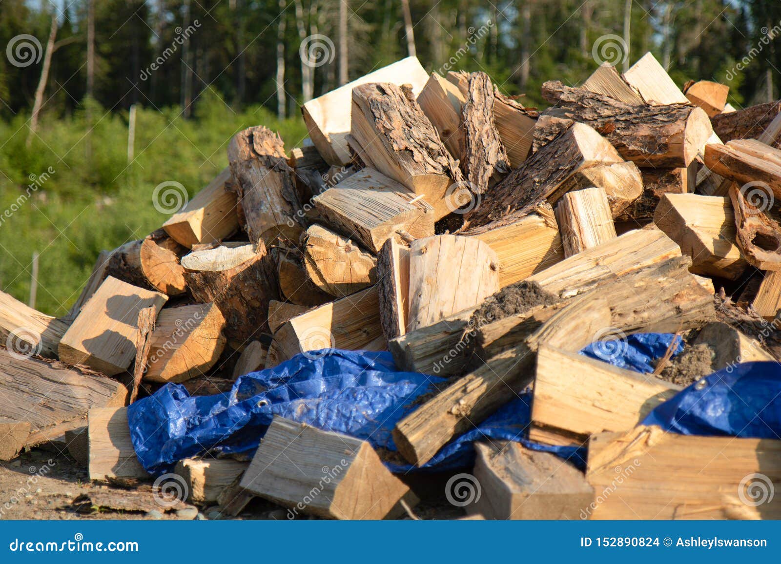 A Large Pile of Wood in Summer Stock Photo - Image of pine, sawn: 152890824