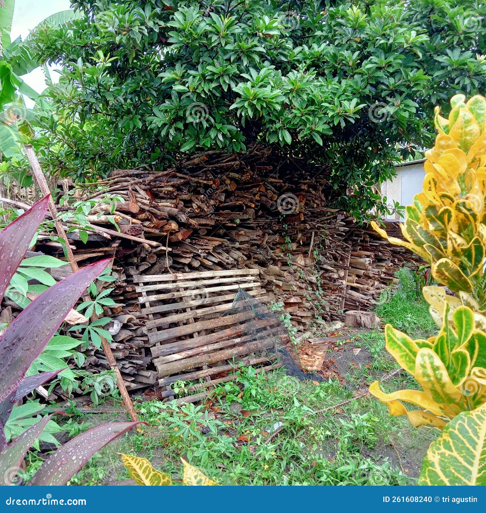 A Large Pile of Wood Under the Sapodilla Tree Stock Photo - Image of ...