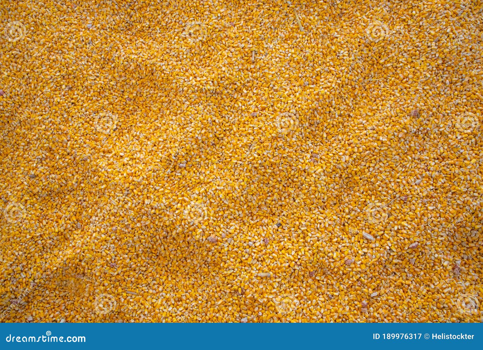 Fresh Yellow Corn Kernels in Bin Stock Image - Image of feed, abundance ...