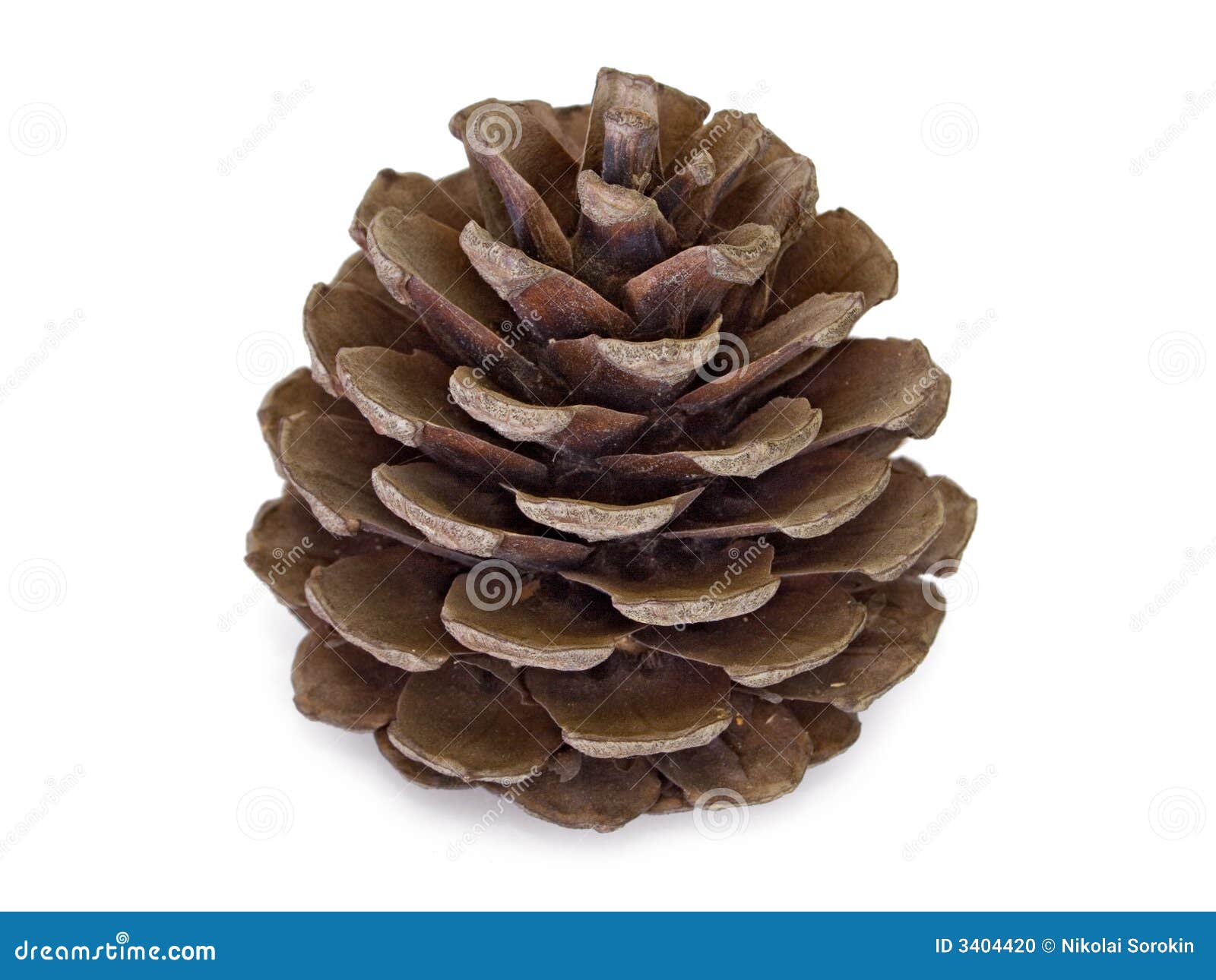 Large pine cone stock photo. Image of nature, shaped, forest - 3404420