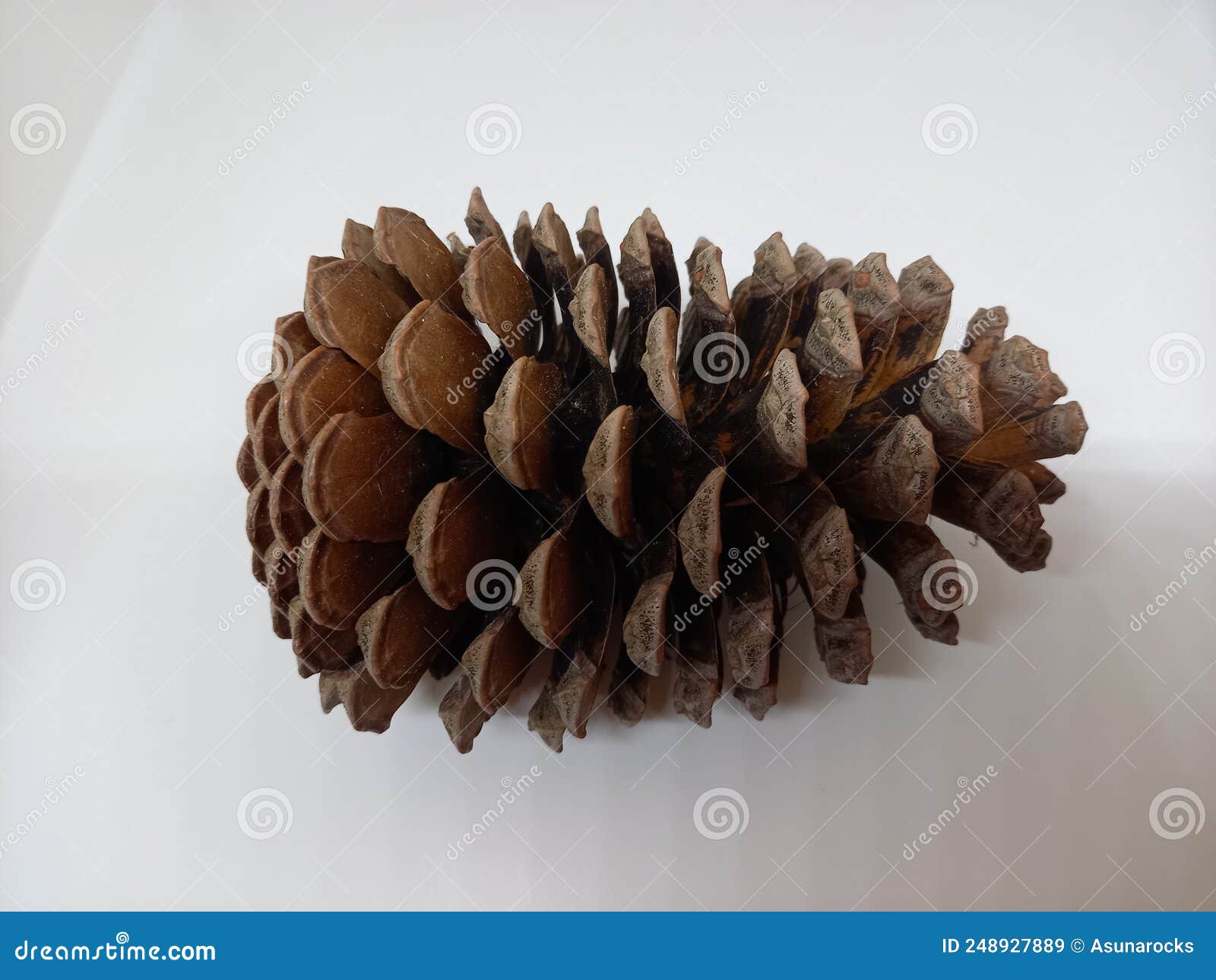 A Large Pine Cone Open Laying on Its Side White Background Stock Image ...
