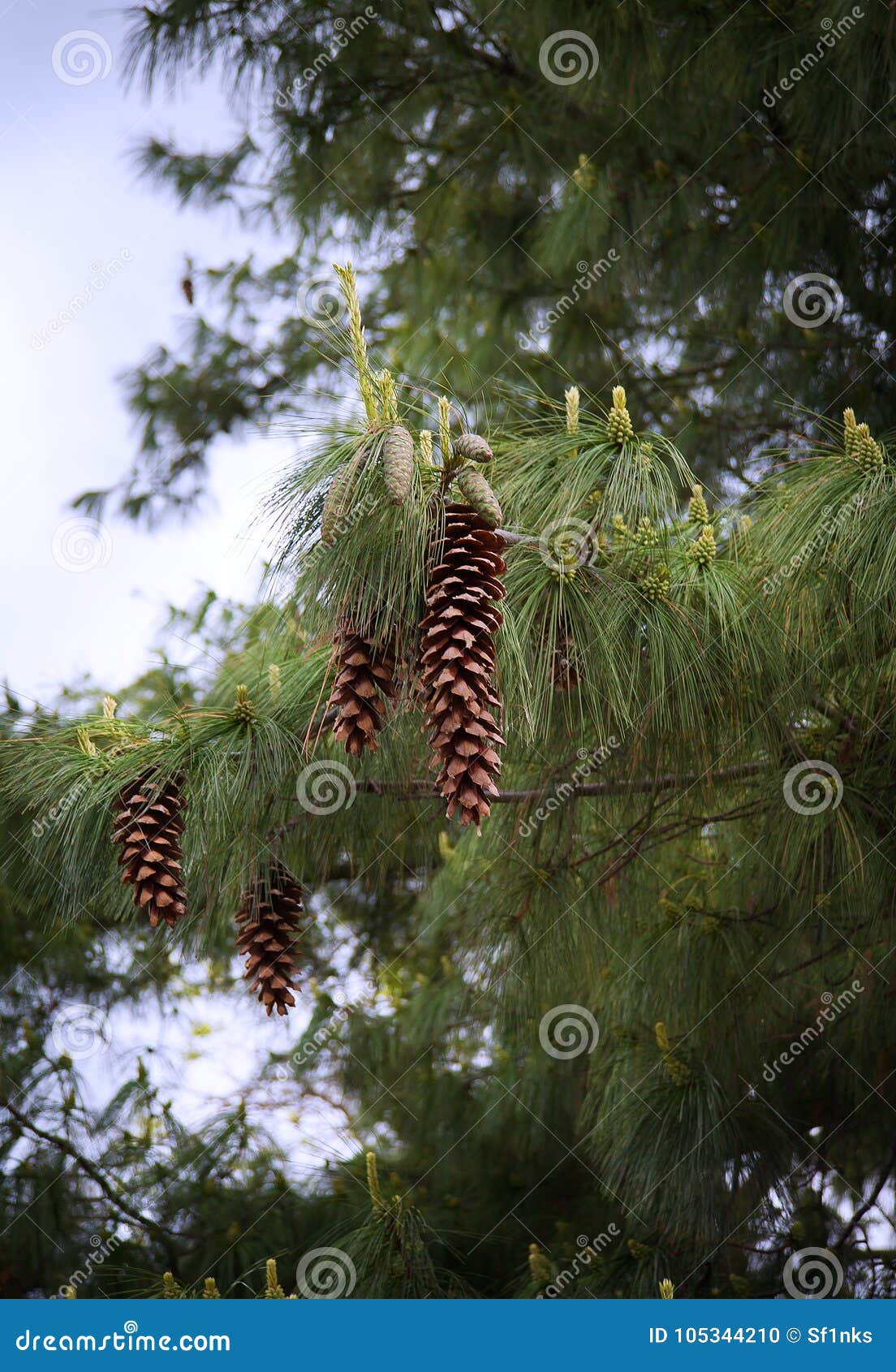 Large Pine Cones Hanging on a Tree Branch Stock Photo - Image of ...