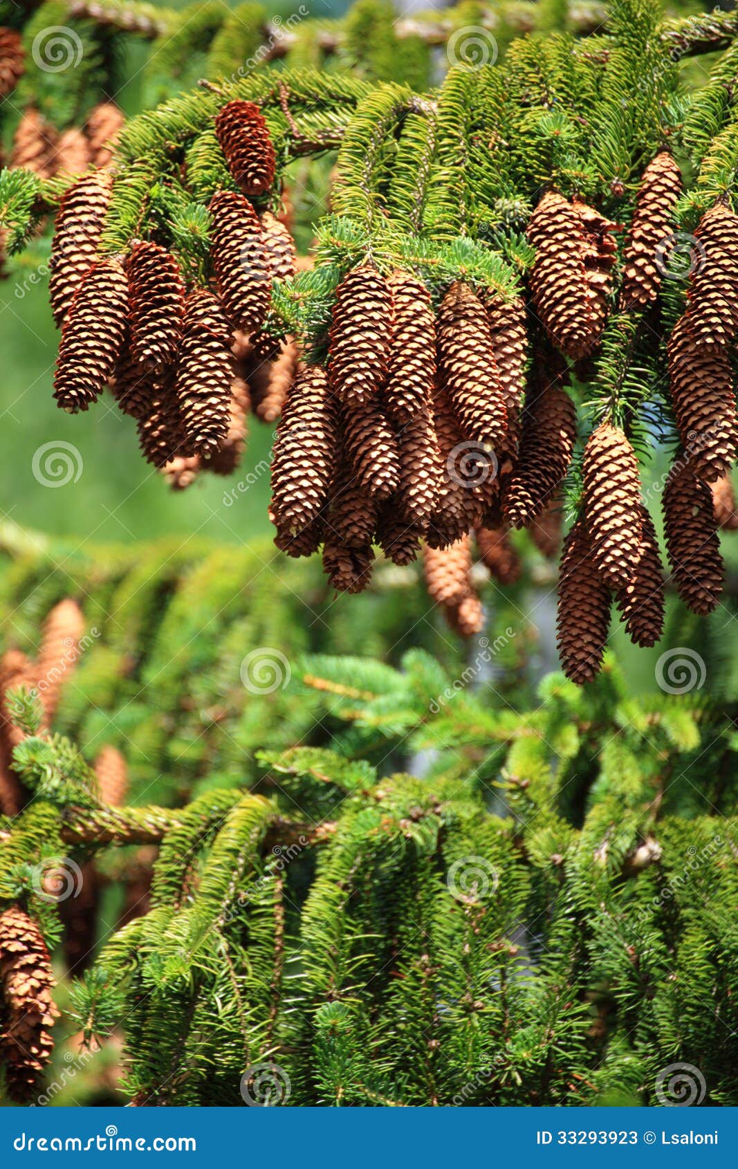 Large Pine Cones Hanging on a Tree Branch Stock Image - Image of ...