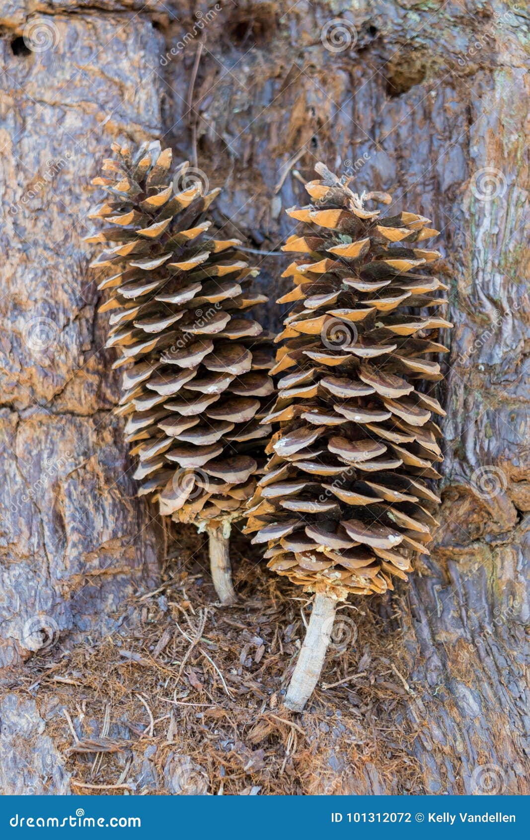 Large Pine Cones Sitting on Bark Stock Photo - Image of nature, pine ...