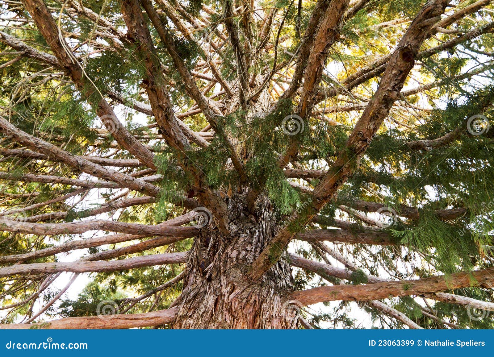 Large Pine Tree from Below stock image. Image of pine - 23063399