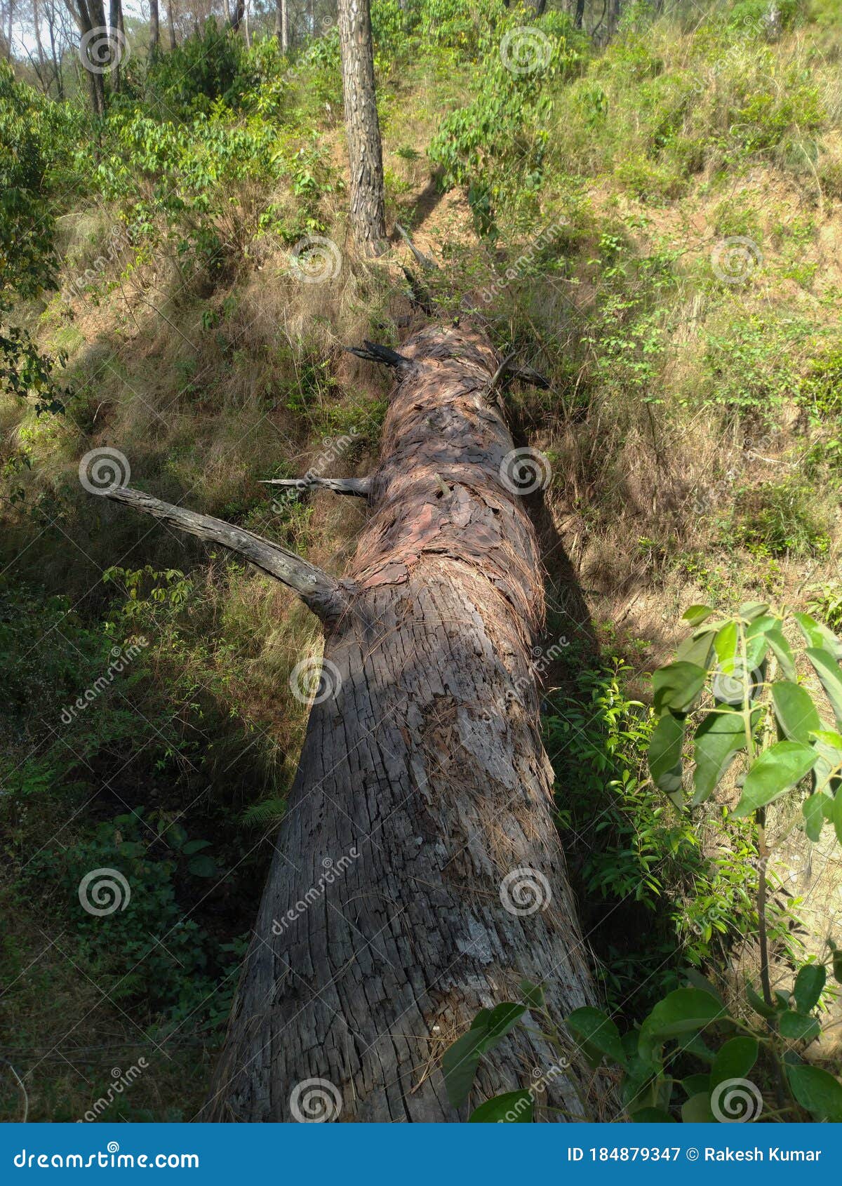Large PIne Tree Fallen in Forest at Himachal Pradesh India Stock Image ...