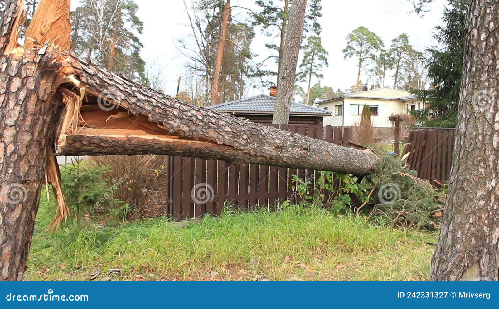 Large Pine Tree Fell Down from a Hurricane Wind Stock Video - Video of ...