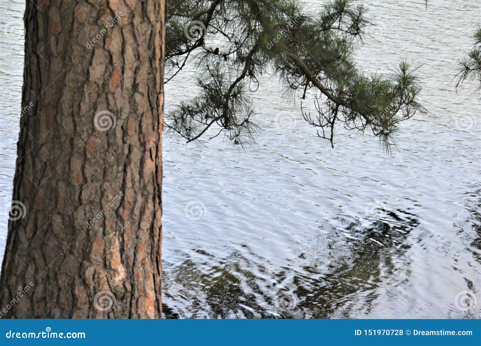A Large Pine Tree Overlooking the Edge of a Pond Stock Photo - Image of ...