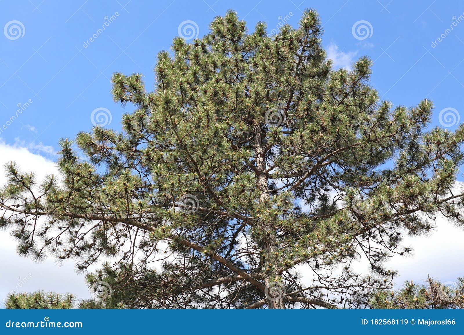 Large Pine Tree in Spring Time Stock Image - Image of angle, green ...