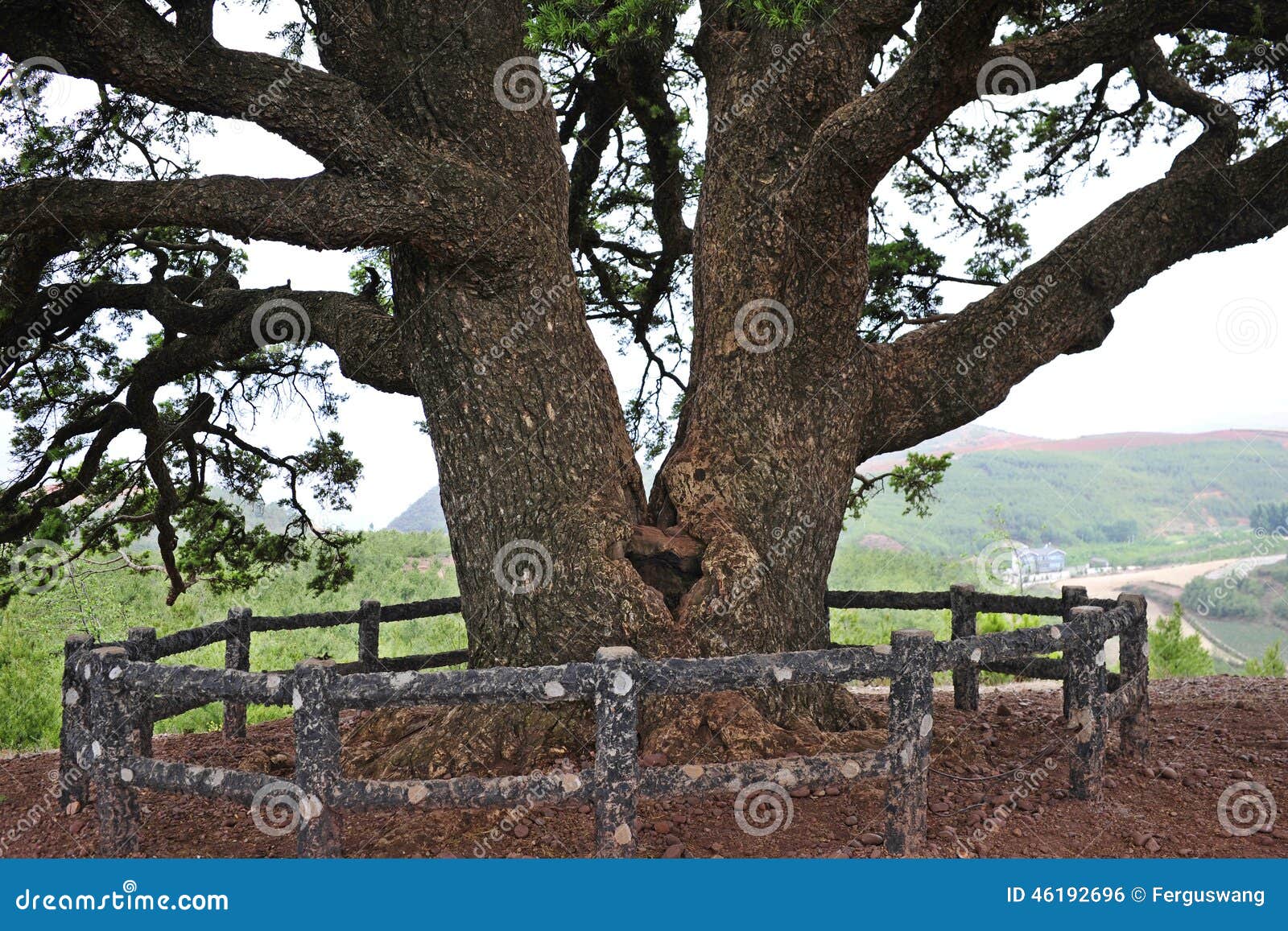 A large pine tree stock photo. Image of strong, giant - 46192696
