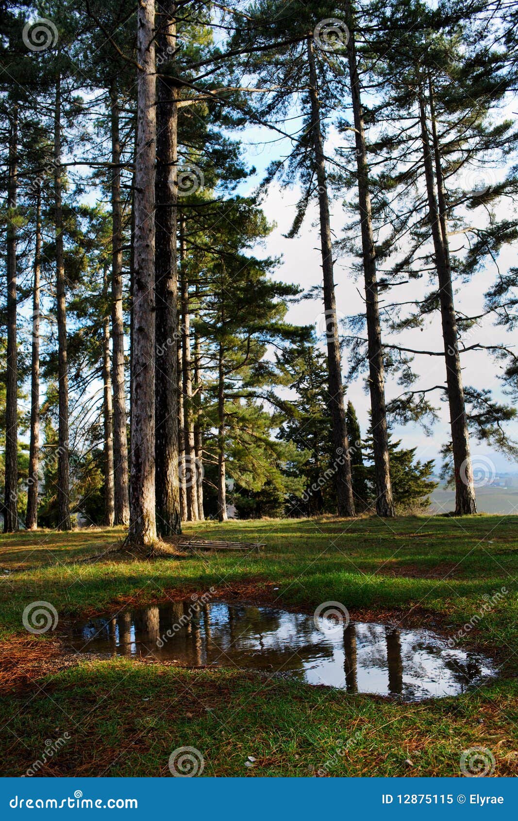 Large pine trees stock image. Image of vegetation, trunk - 12875115
