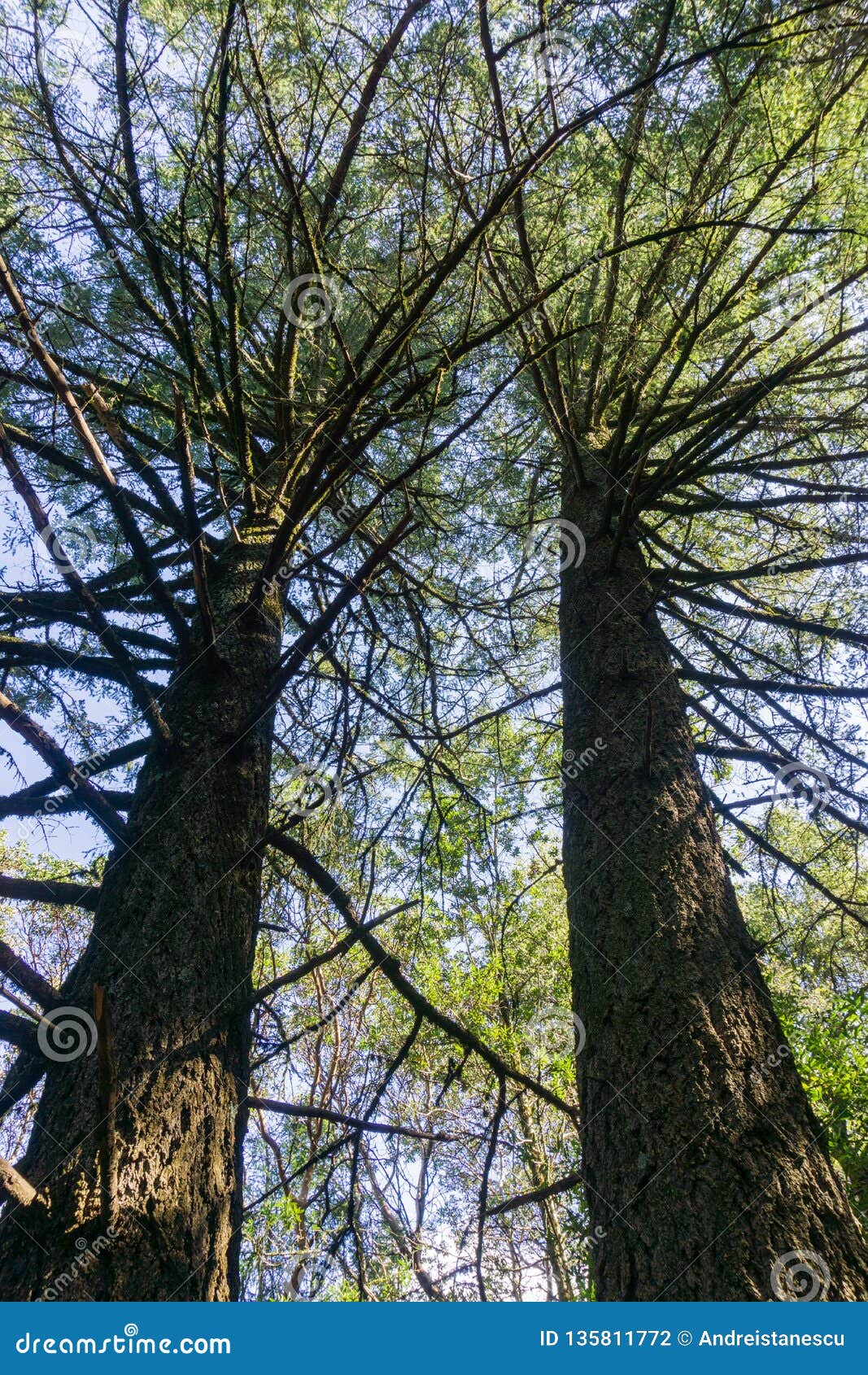 Large Pine Trees, California Stock Photo - Image of coastal, gardening ...