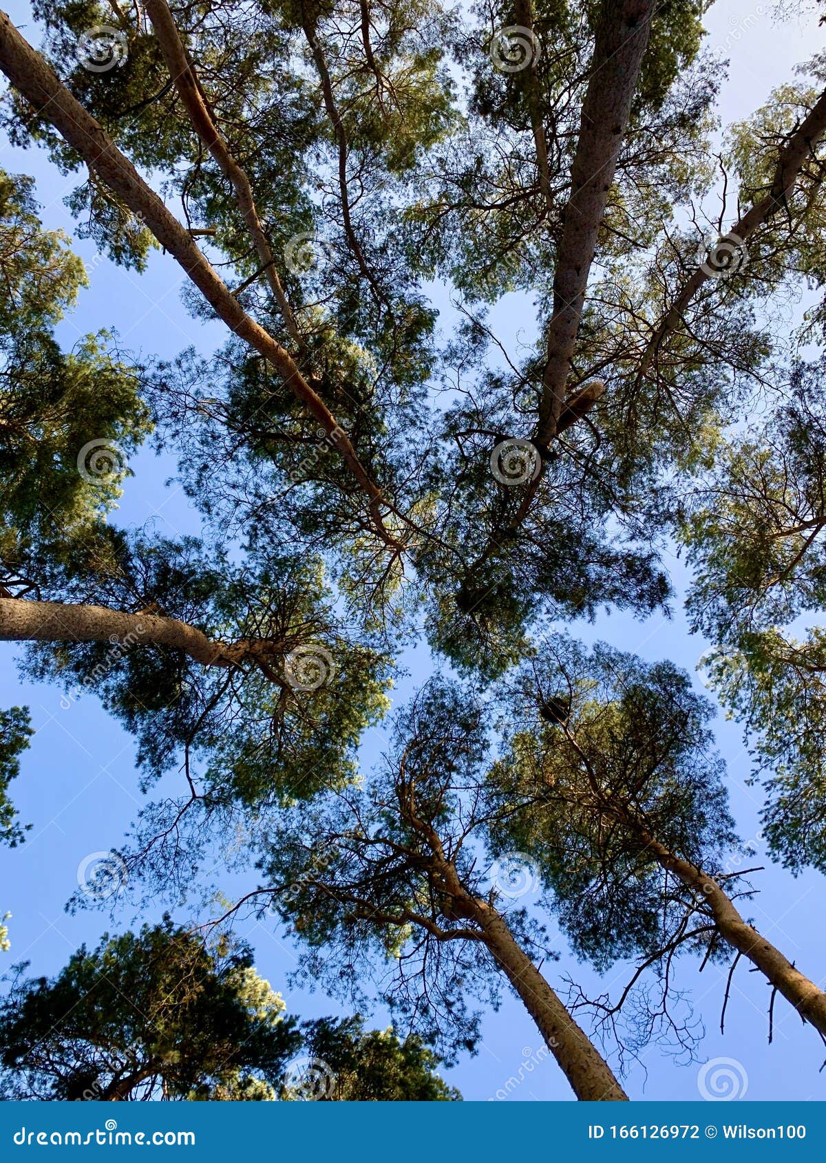 Looking Upwards into Pine Trees Stock Photo - Image of looking, woods ...