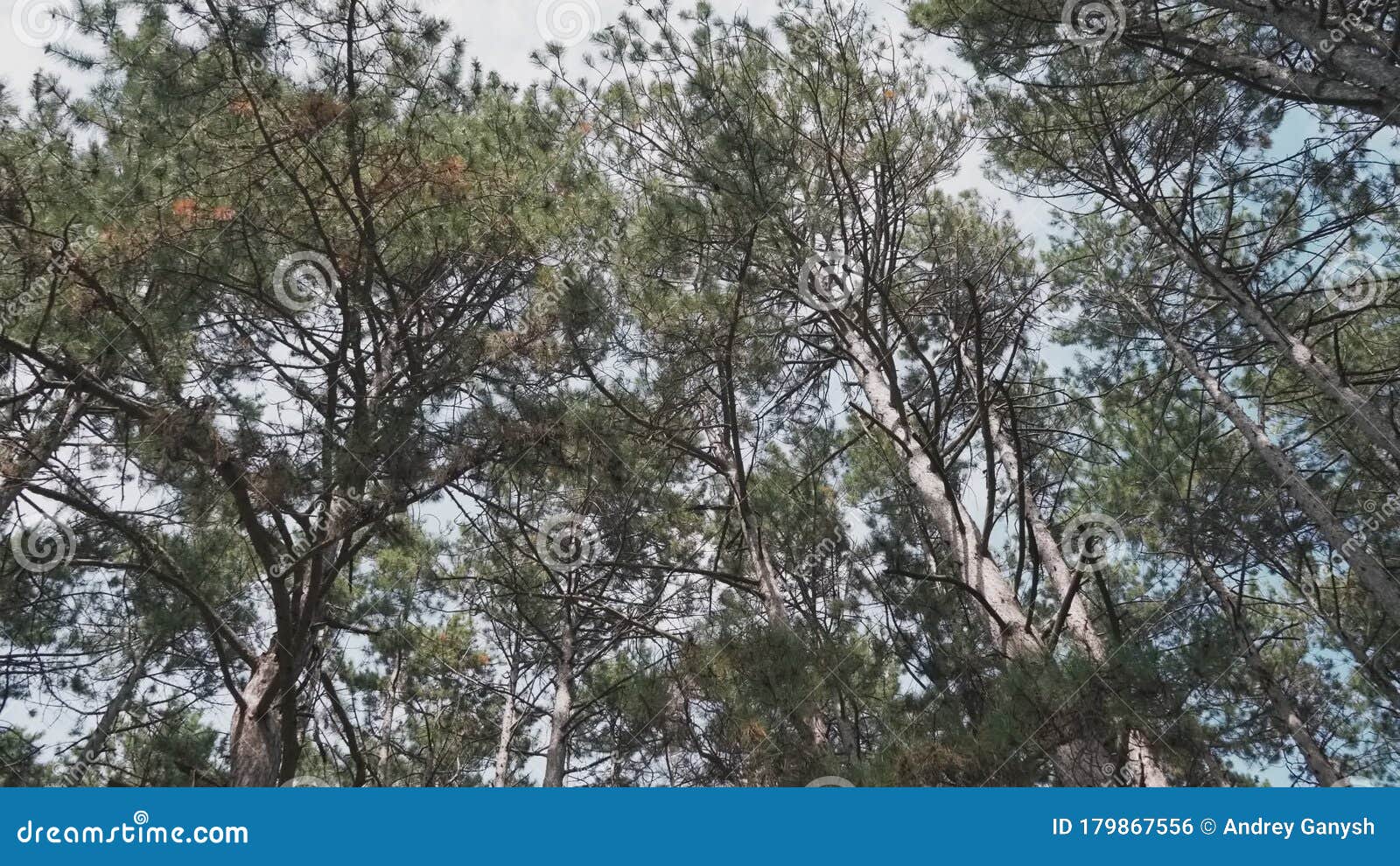 Large Pine Trees Sway in the Wind in the Forest Stock Footage - Video ...