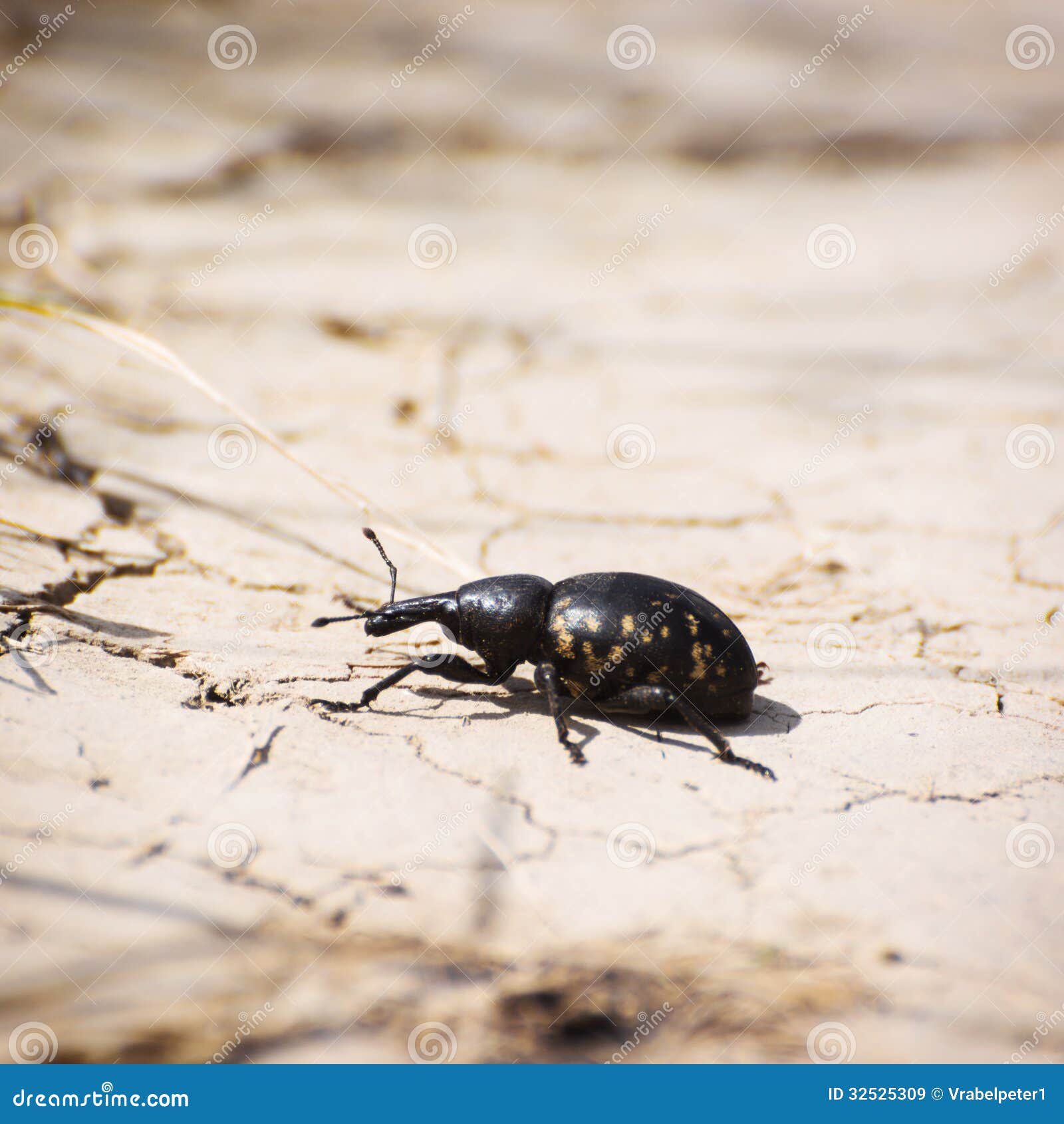 Large Pine Weevil (Hylobius Abietis) Stock Image - Image of black ...