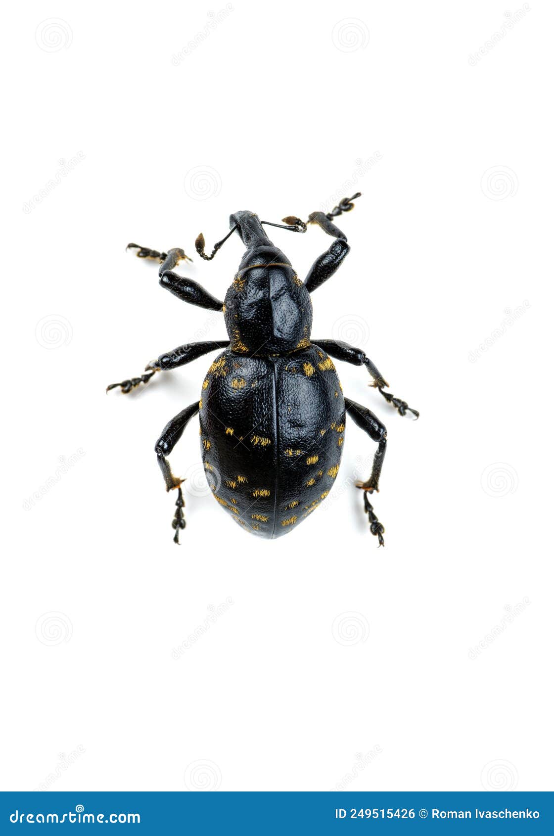 Large Pine Weevil Isolated on White Stock Photo - Image of macro ...