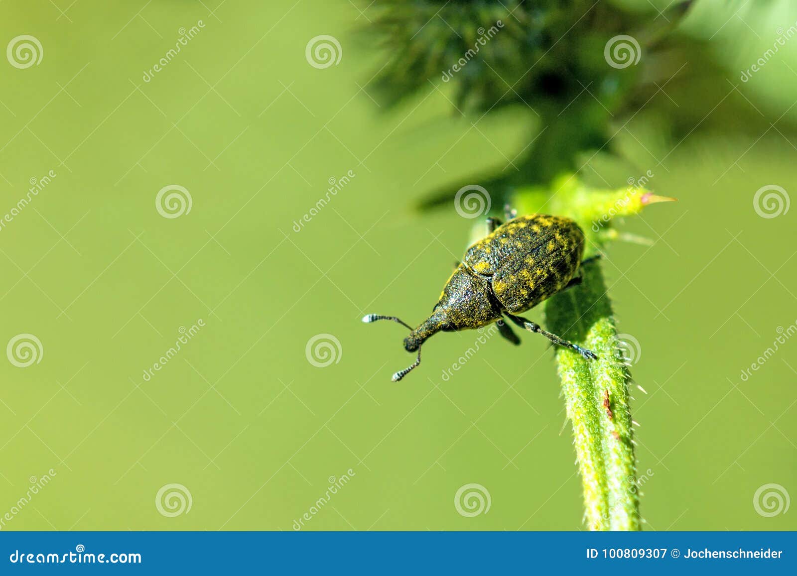 The large pine weevil stock image. Image of tree, fauna - 100809307