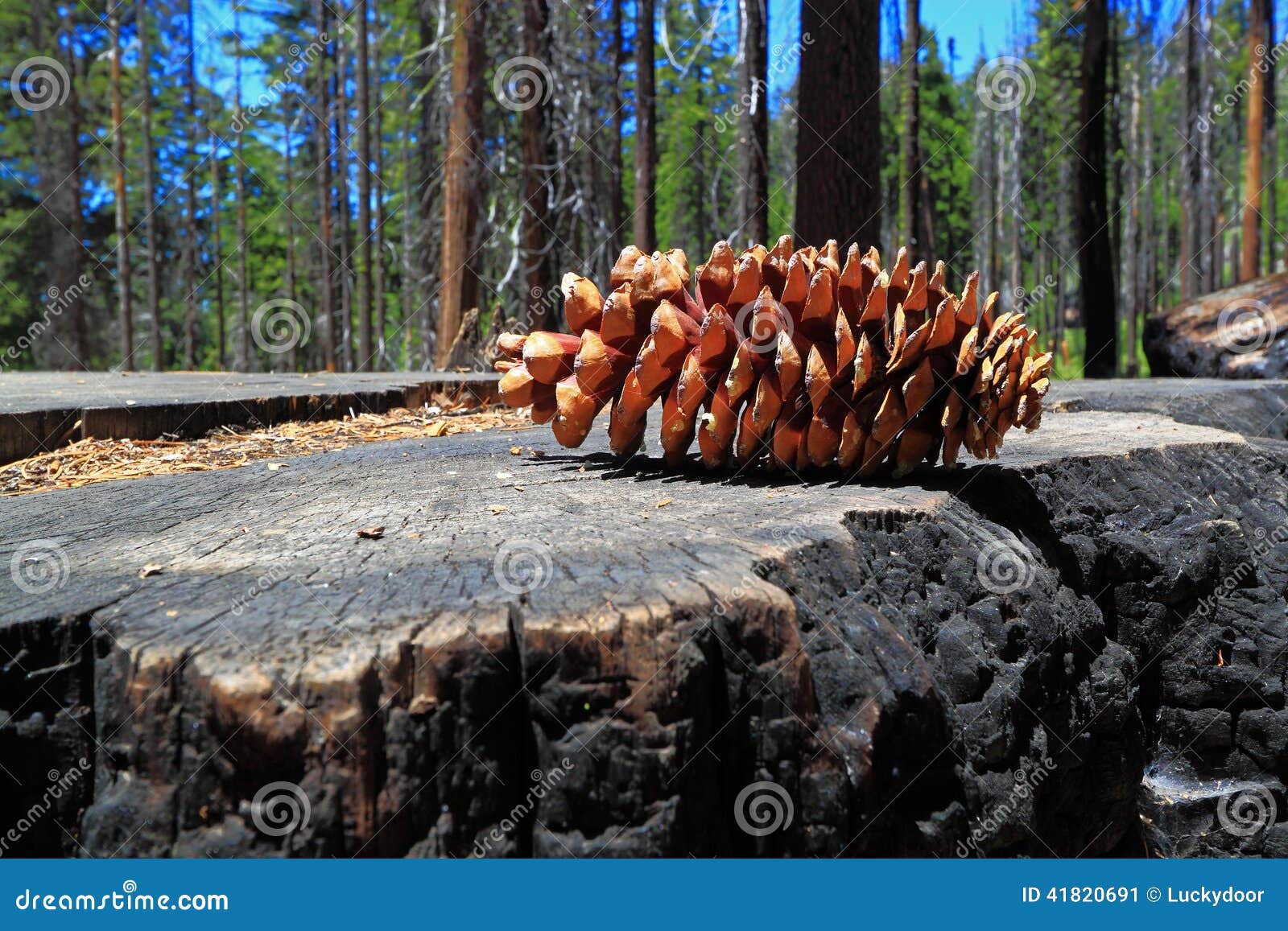 Pine Cone Tree Stump stock image. Image of wooden, fire - 41820691