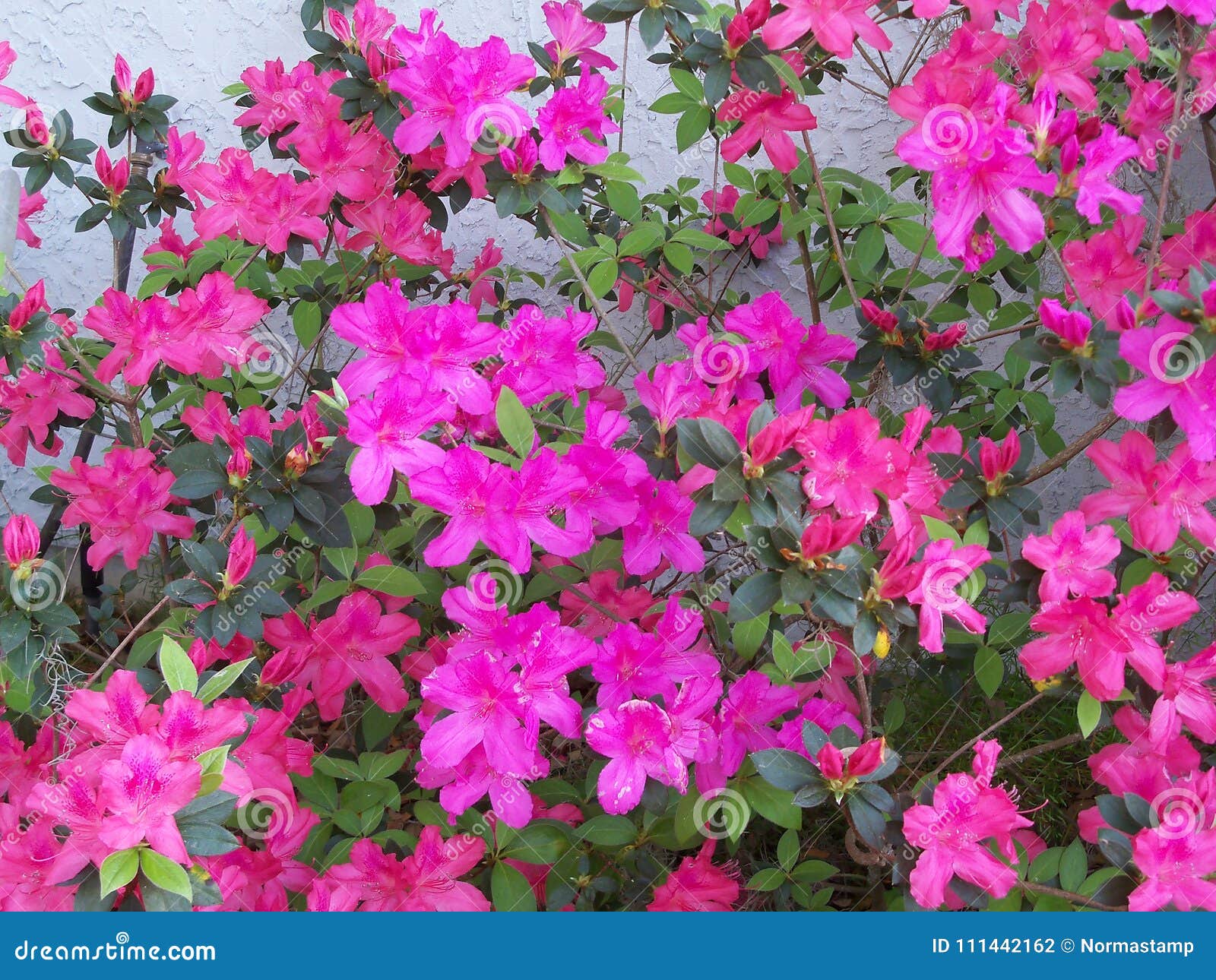 Large Pink Azaleas Bush in Full Bloom Stock Photo - Image of flora ...