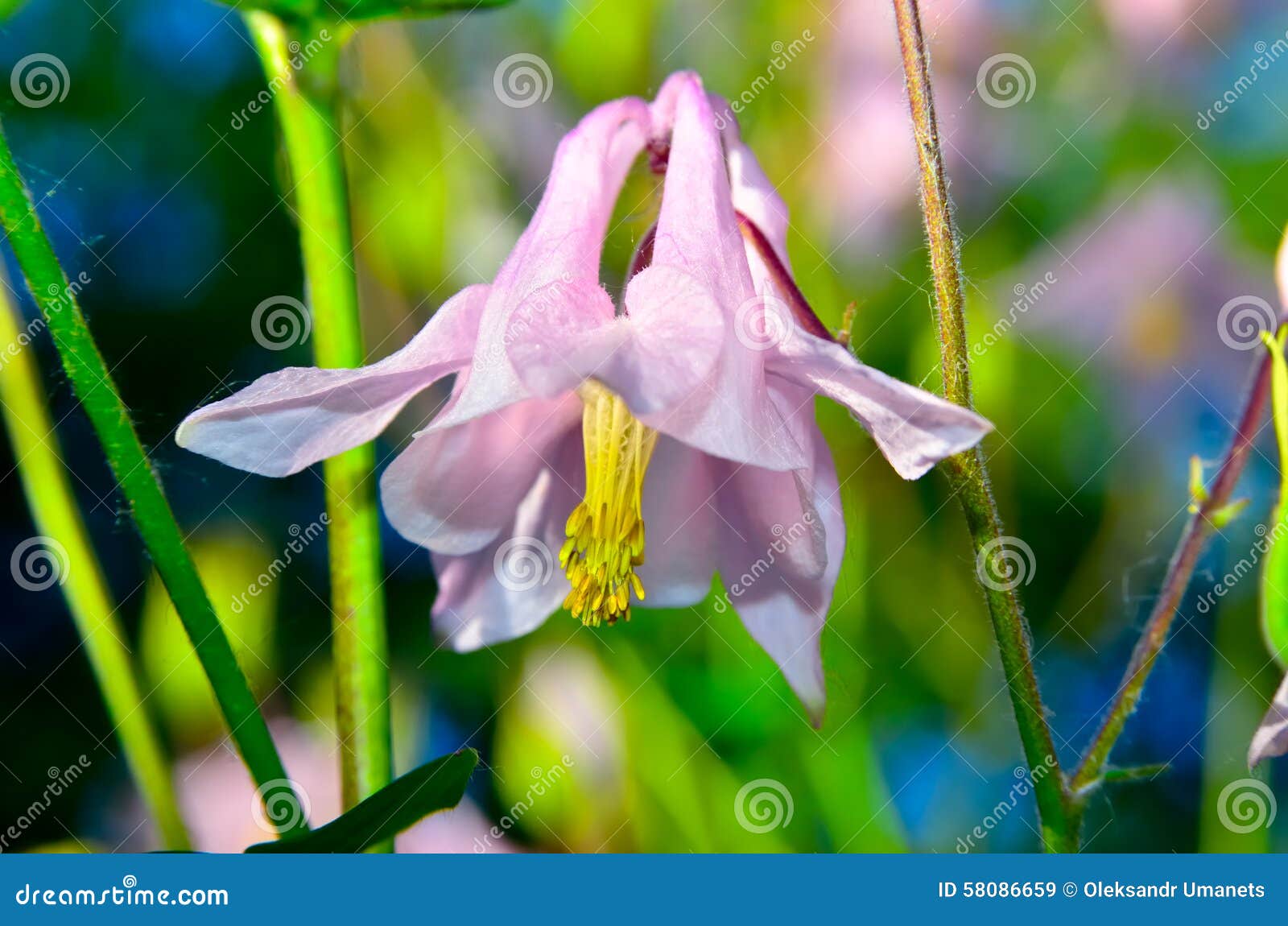 Large Pink Flower Bell Grows in the Summer in Garden Stock Image ...
