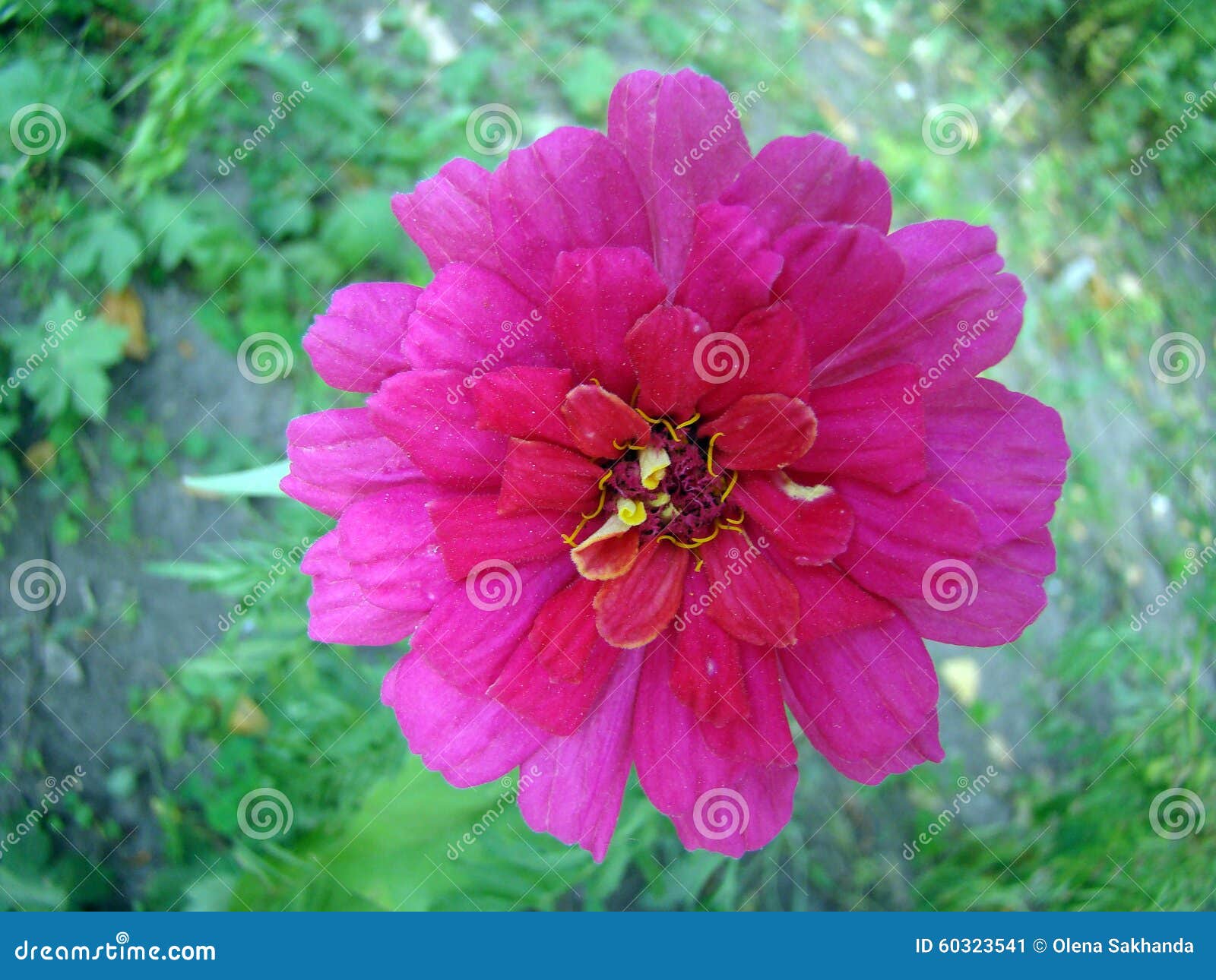 Large pink flower stock image. Image of blooming, background - 60323541