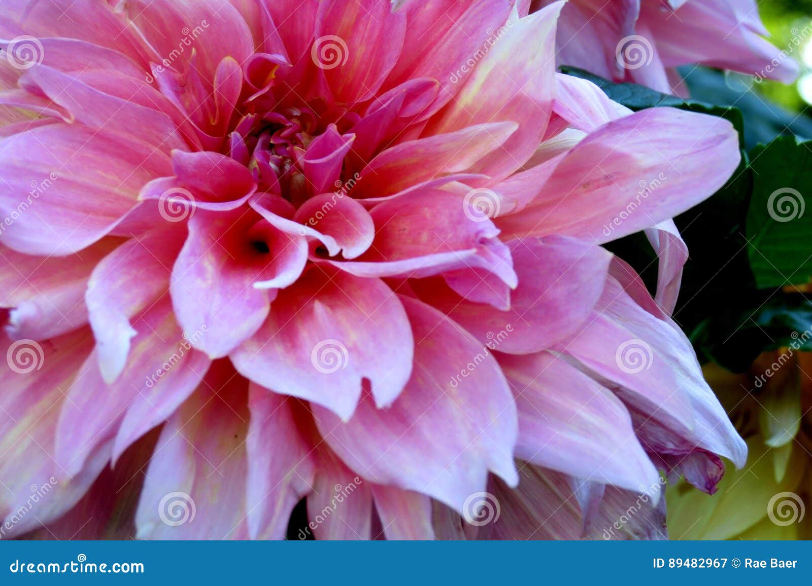 Large pink flower stock image. Image of pink, flower - 89482967