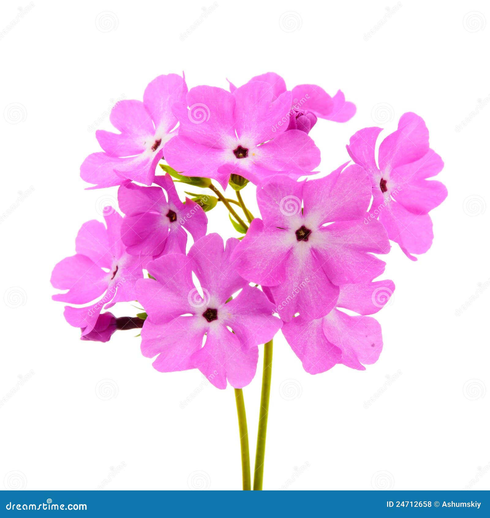 A Large Pink Flowered Primrose Stock Photo - Image of detail, leaf ...