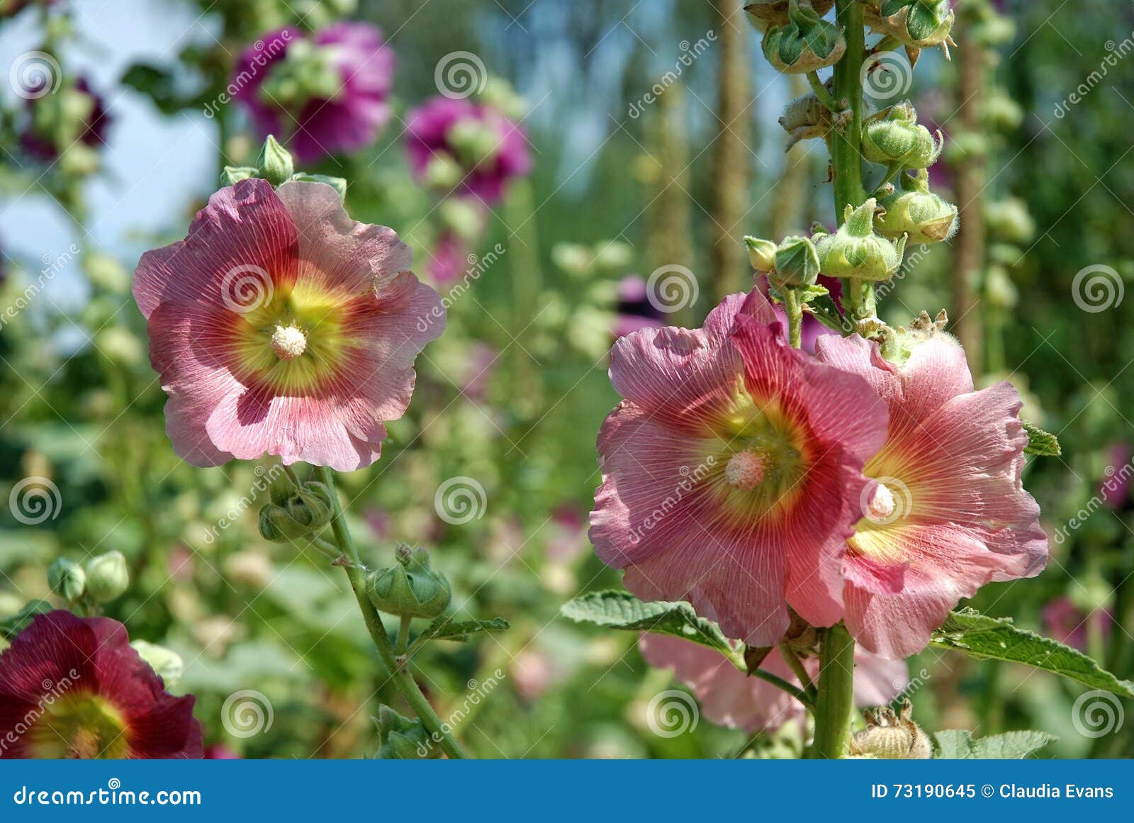 Large Pink Flowers in the Garden Stock Image - Image of colored, orange ...