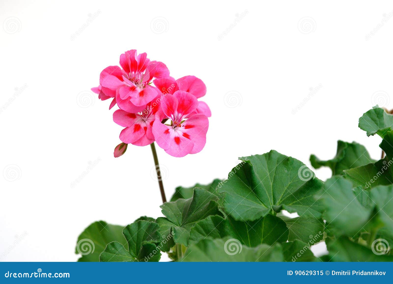 Large Pink Geranium Flower on a White Background Stock Image - Image of ...
