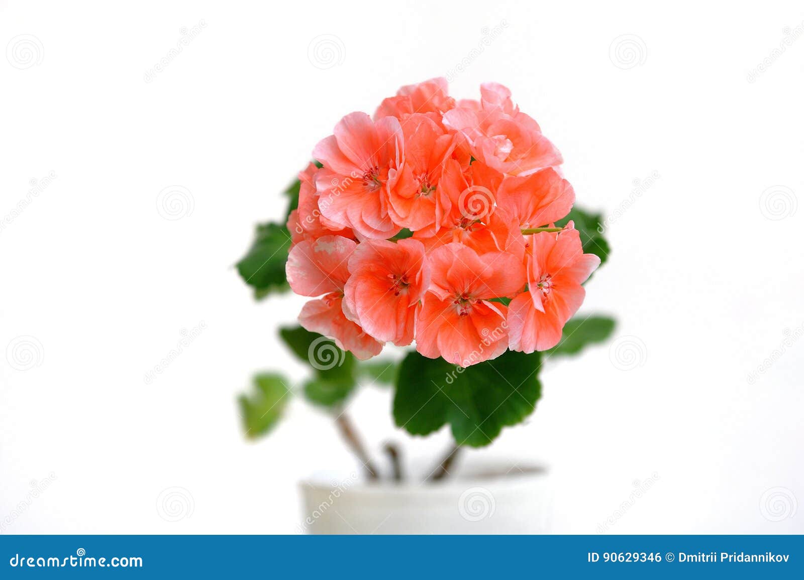 Large Pink Geranium Flower on a White Background Stock Photo - Image of ...