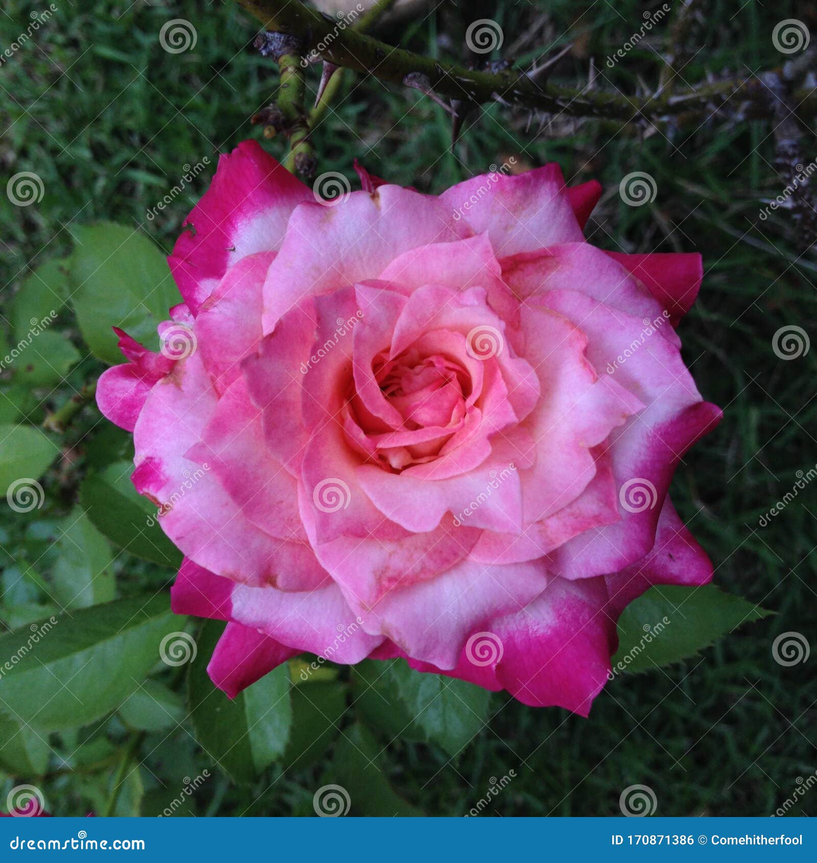 Large pink gradient rose stock photo. Image of petal - 170871386