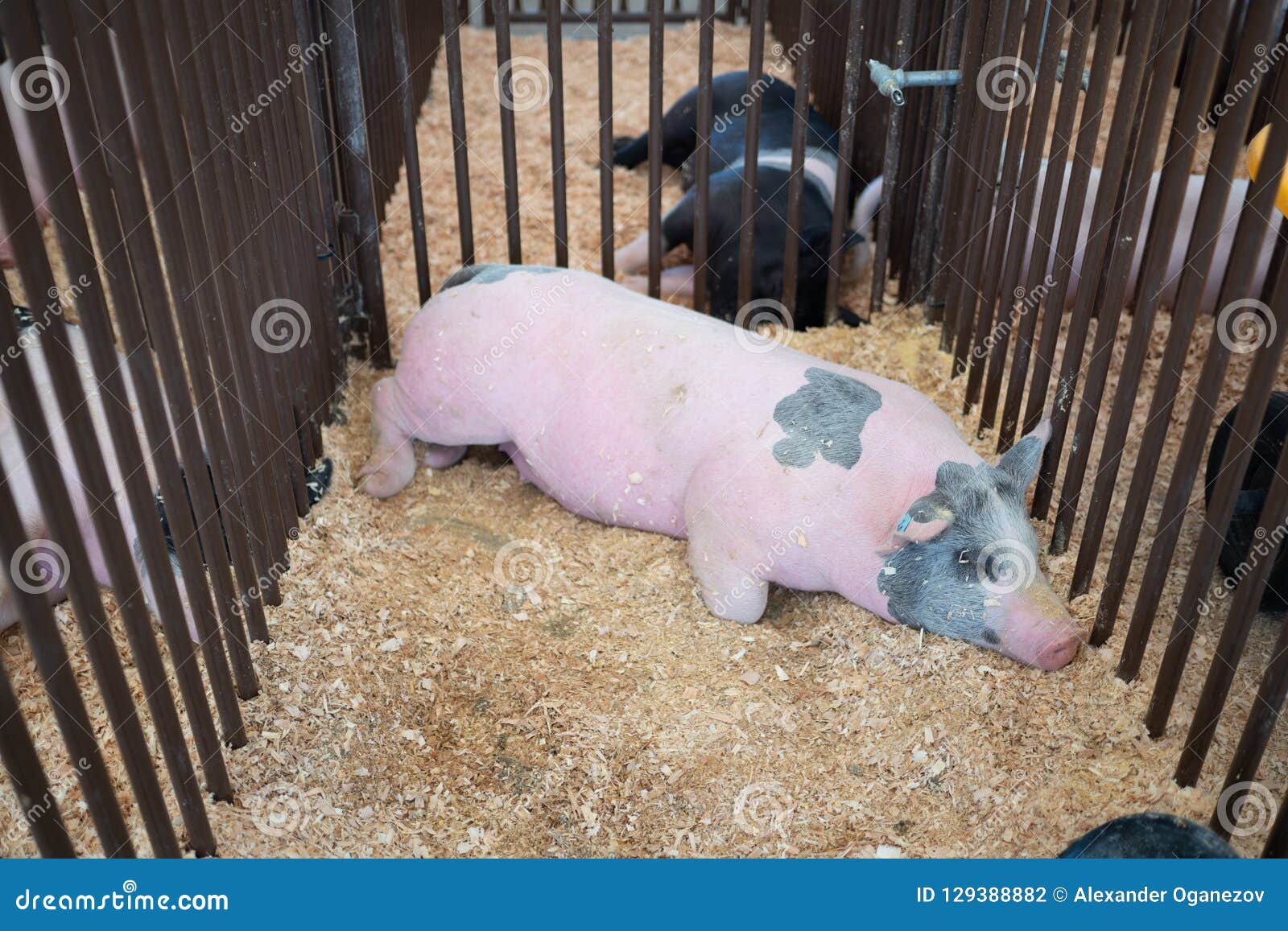 Large Pink Hog Sleeping in a Metal Cage Stock Photo - Image of piglet ...