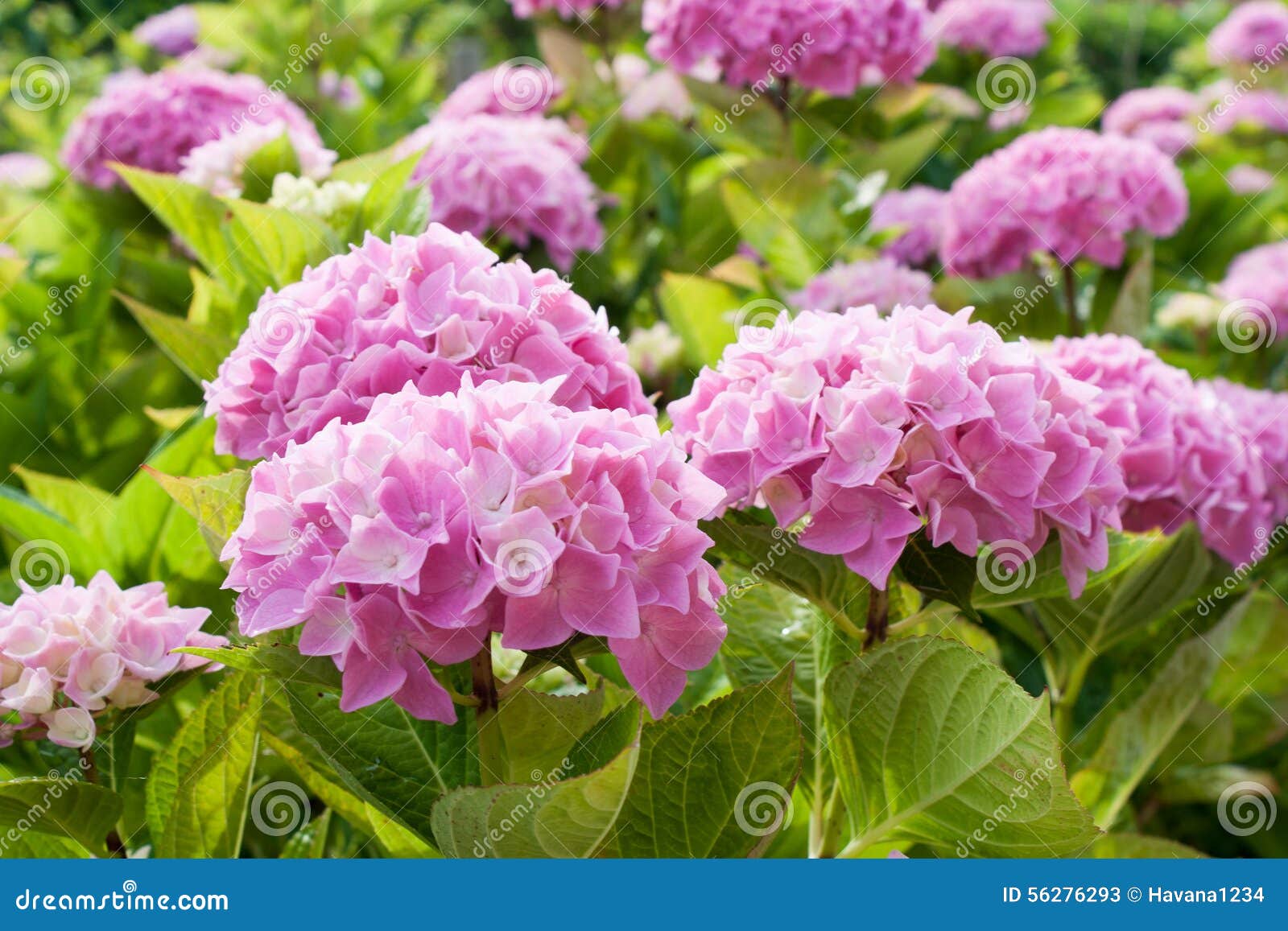 Large Pink Hydrangea Flowers that Bloom in the Sun. Stock Image - Image ...