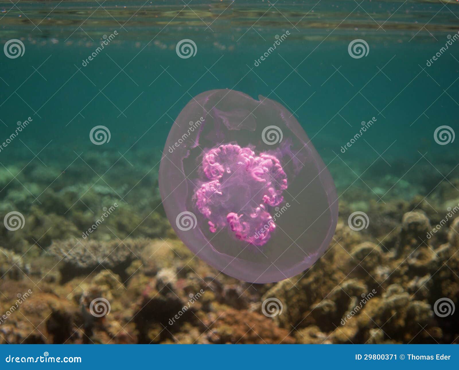 Jellyfish arge view stock image. Image of explore, natural - 29800371