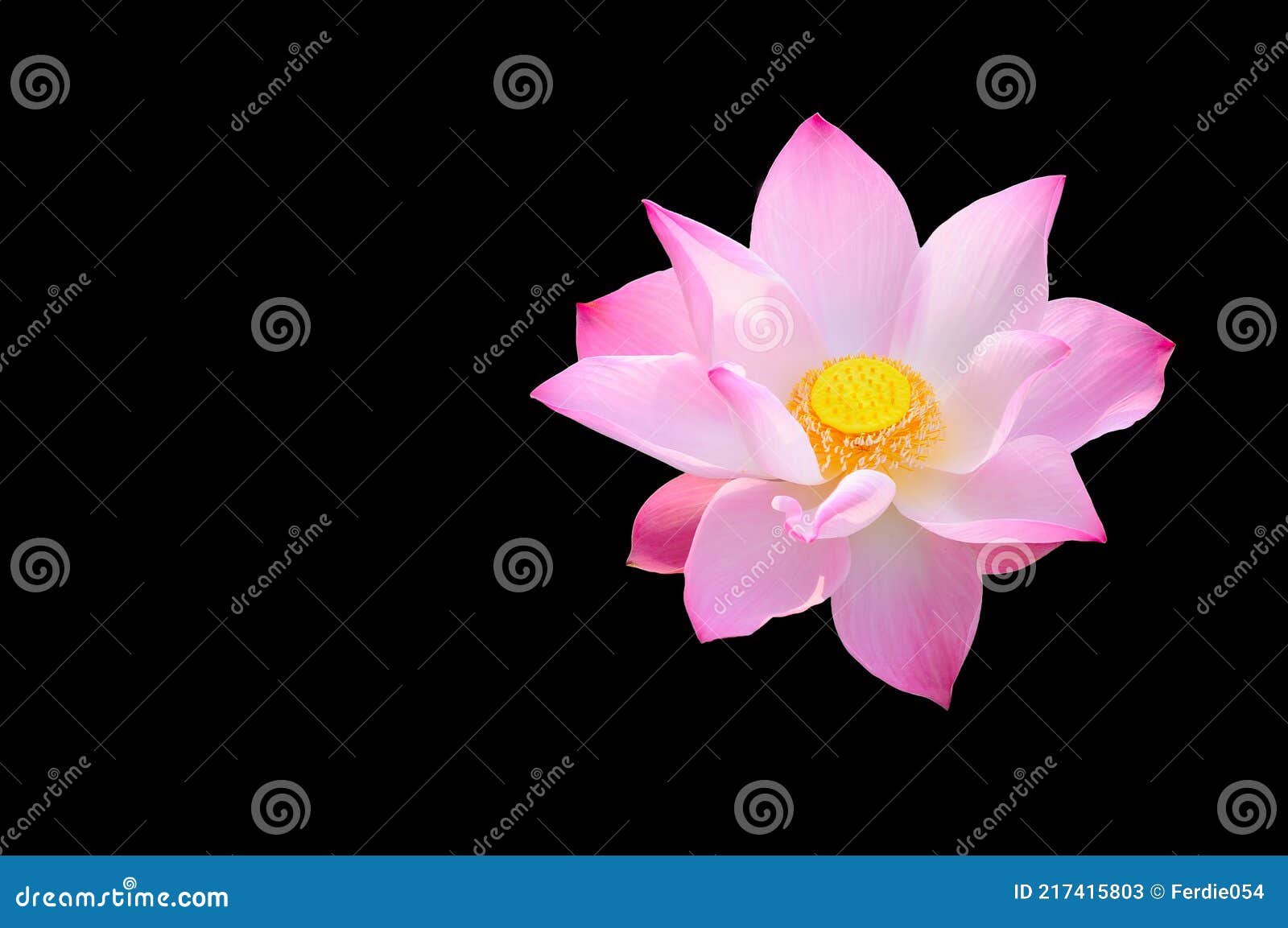 A Large Pink Lotus Isolated in Black Stock Image - Image of flower ...