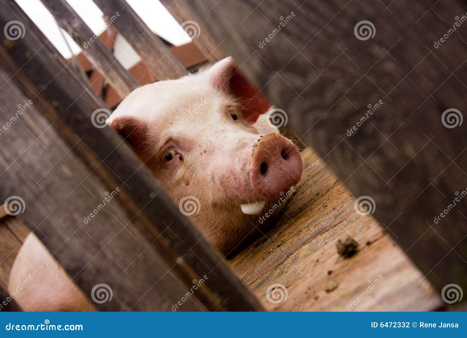 Large pink pig in a crate stock photo. Image of holding - 6472332