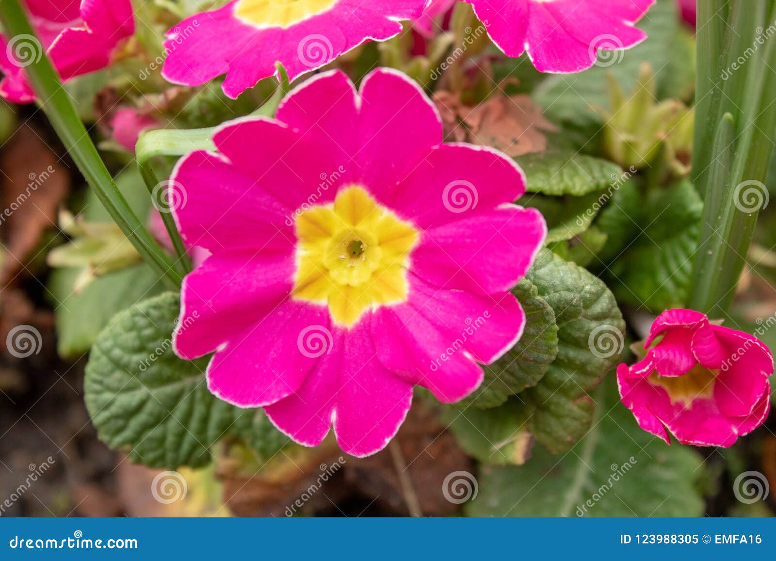 Large Pink Primrose Flower in the Garden Stock Image - Image of magenta ...
