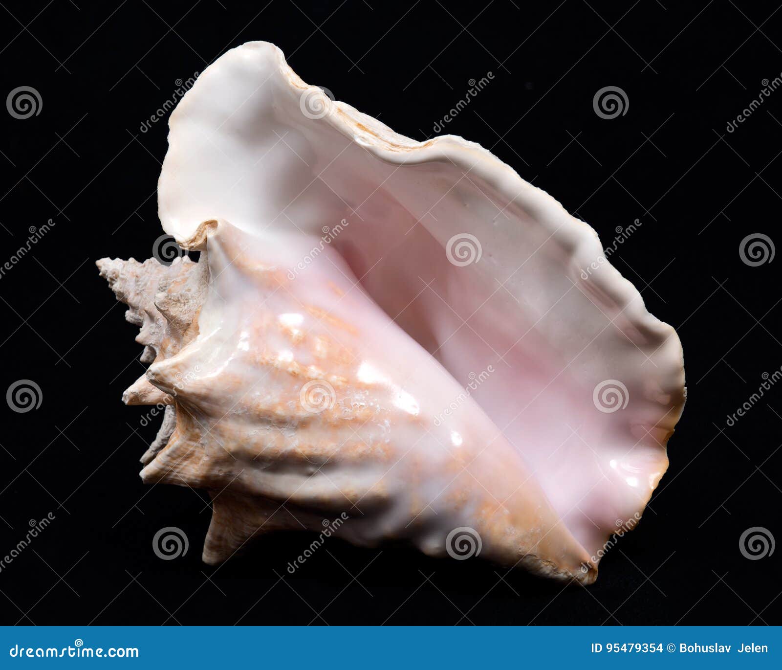 Large Pink Queen Conch Seashell Stock Photo - Image of travel, object ...