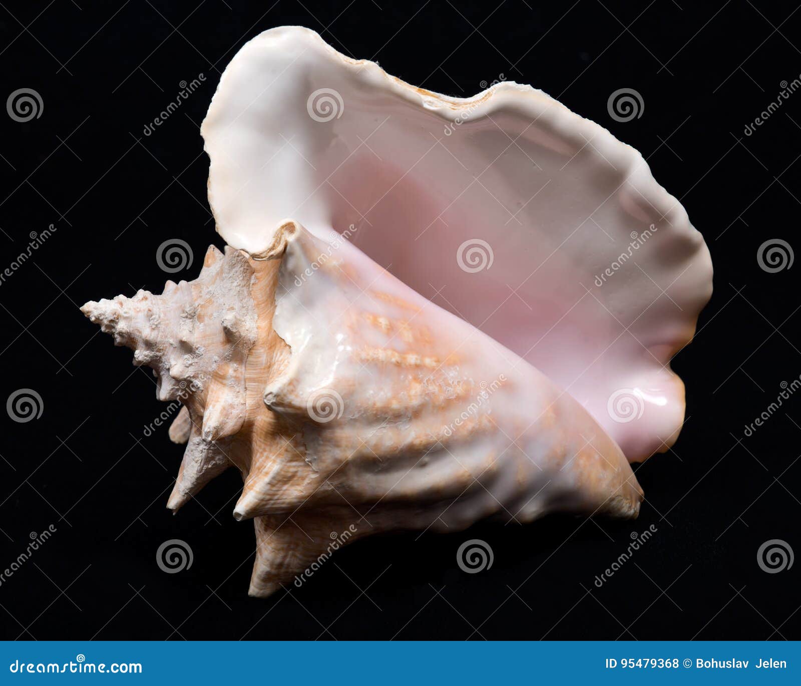Large Pink Queen Conch Seashell Stock Photo - Image of travel, single ...